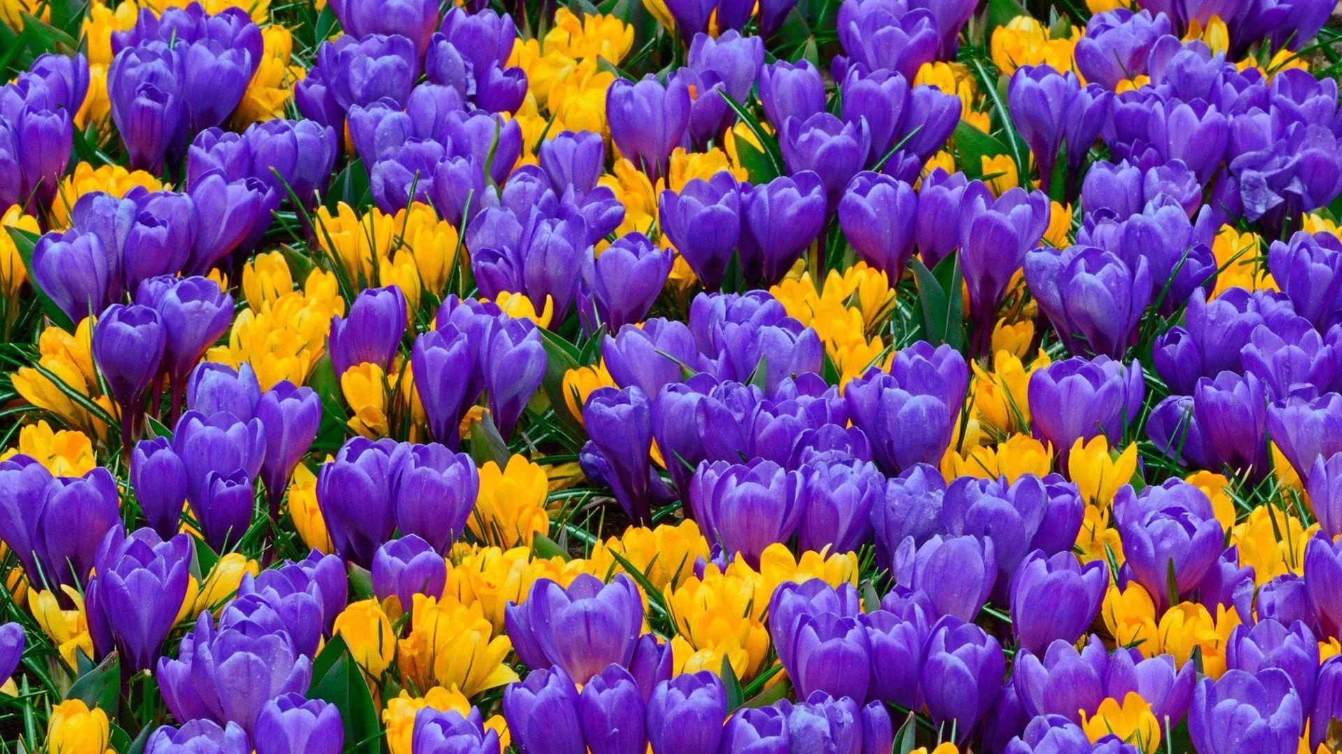 Crocus Wallpapers - Top Free Crocus Backgrounds - WallpaperAccess