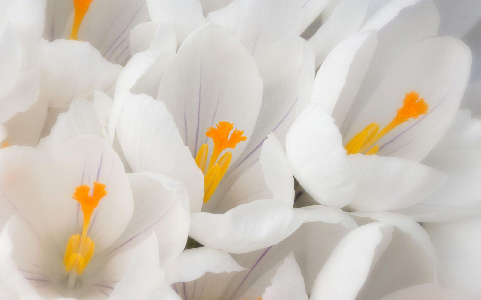 Crocus Wallpapers - Top Free Crocus Backgrounds - WallpaperAccess