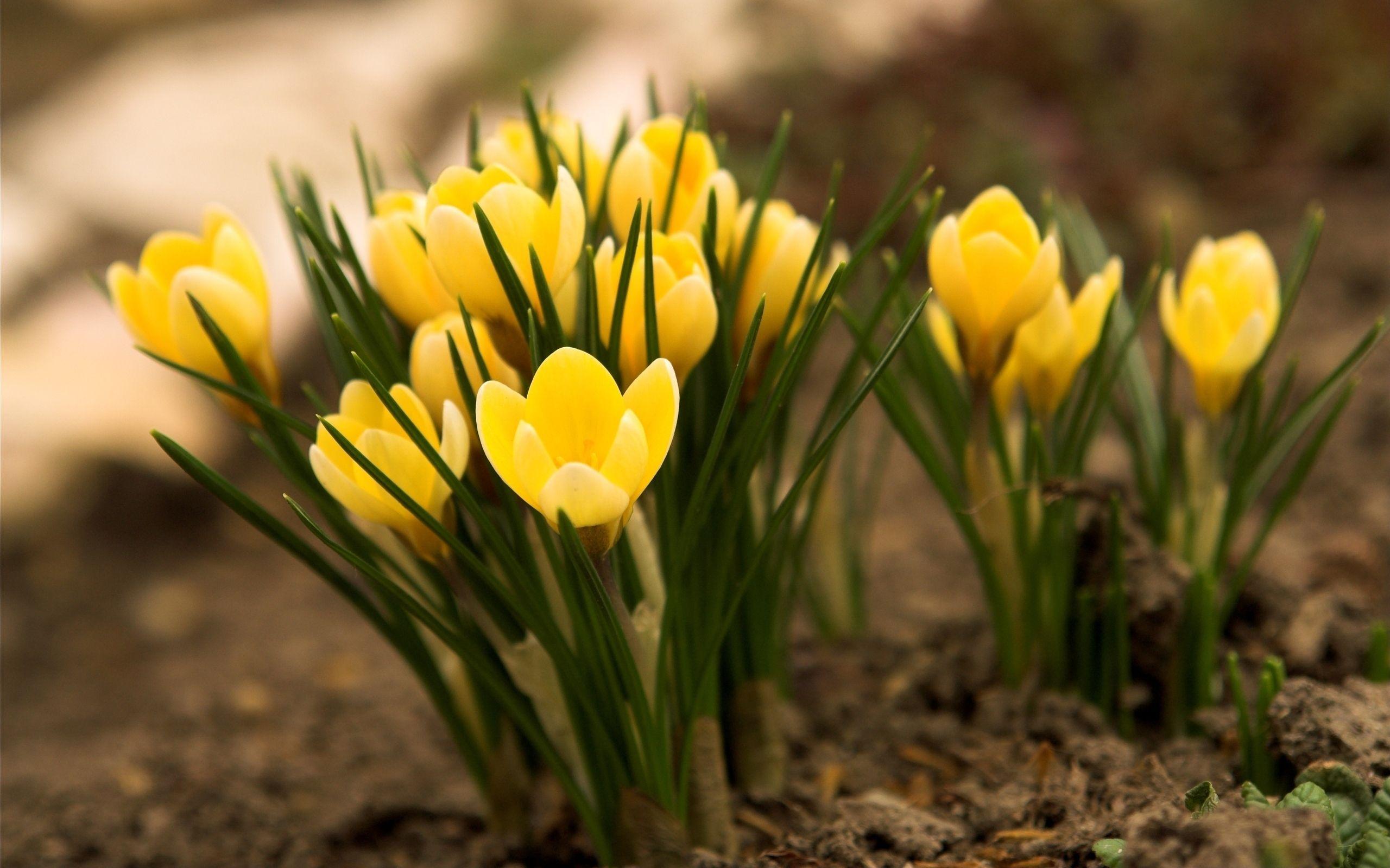 Crocus Wallpapers - Top Free Crocus Backgrounds - WallpaperAccess