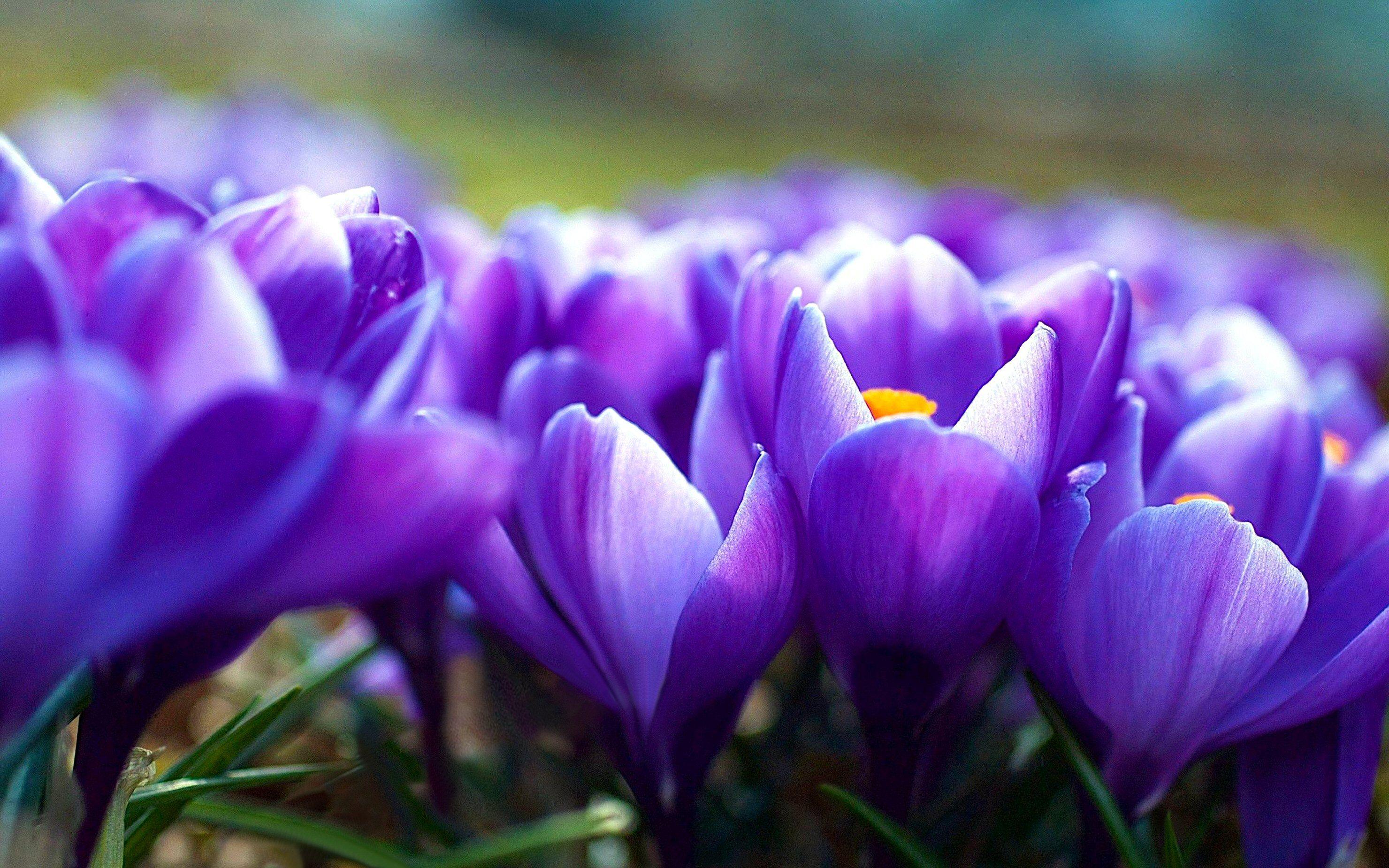 Crocus Wallpapers - Top Free Crocus Backgrounds - WallpaperAccess