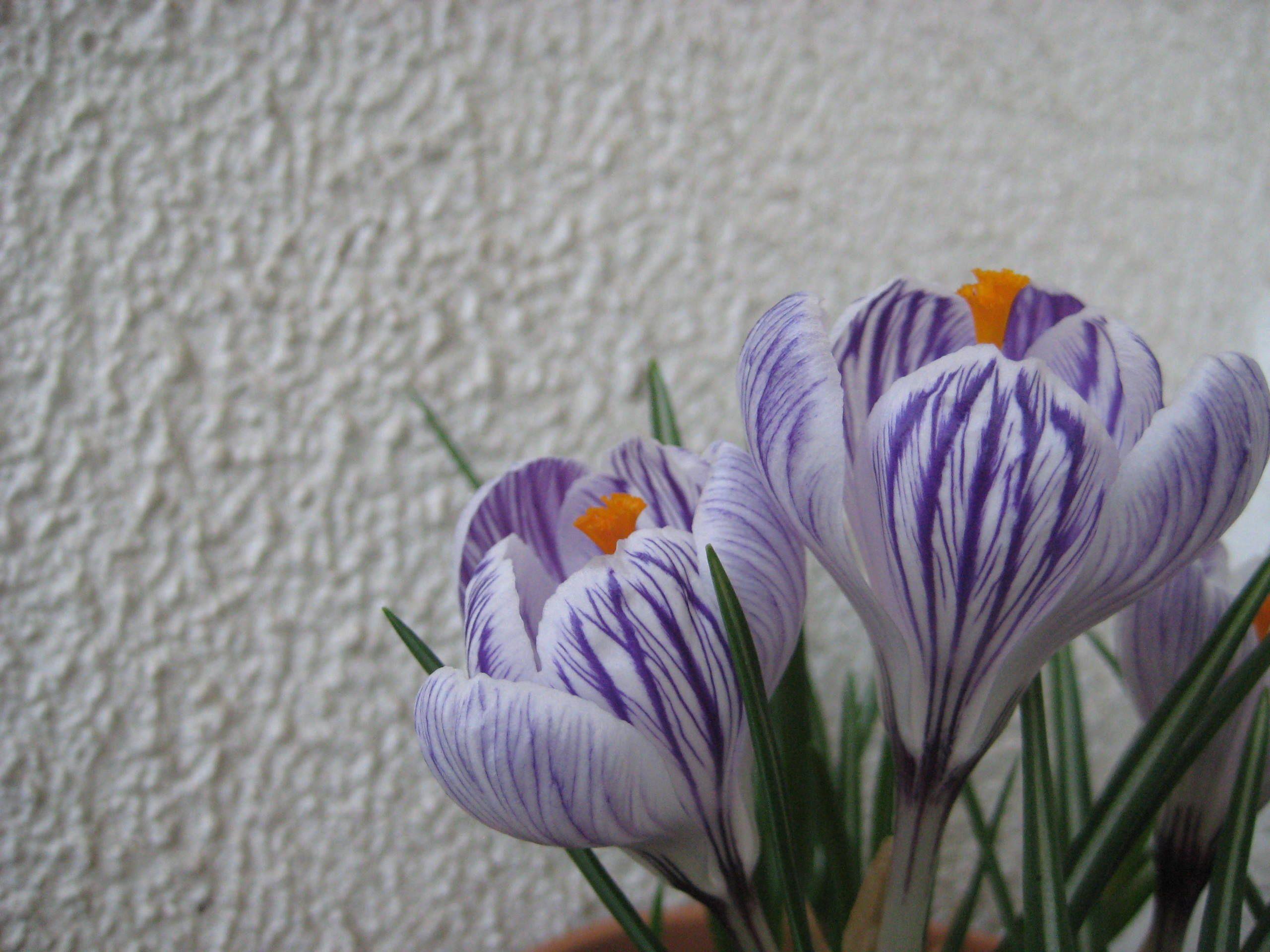 Crocus Wallpapers - Top Free Crocus Backgrounds - WallpaperAccess