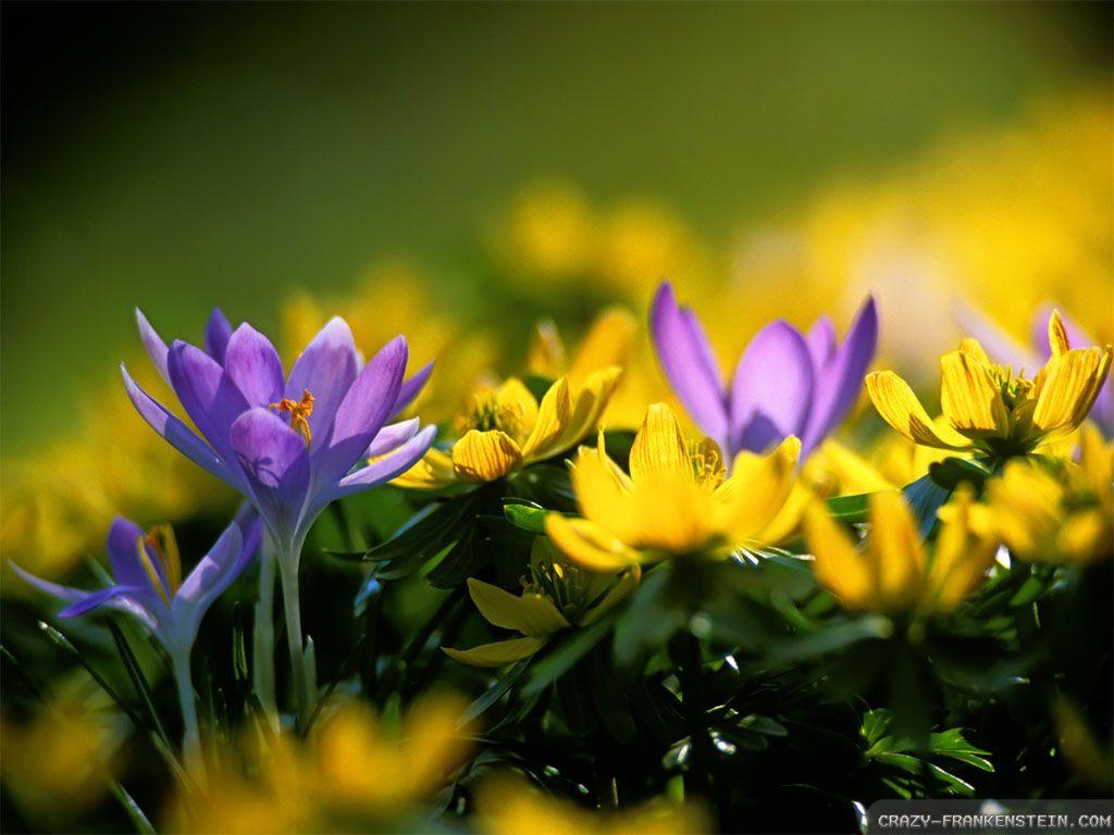 Crocus Wallpapers - Top Free Crocus Backgrounds - WallpaperAccess