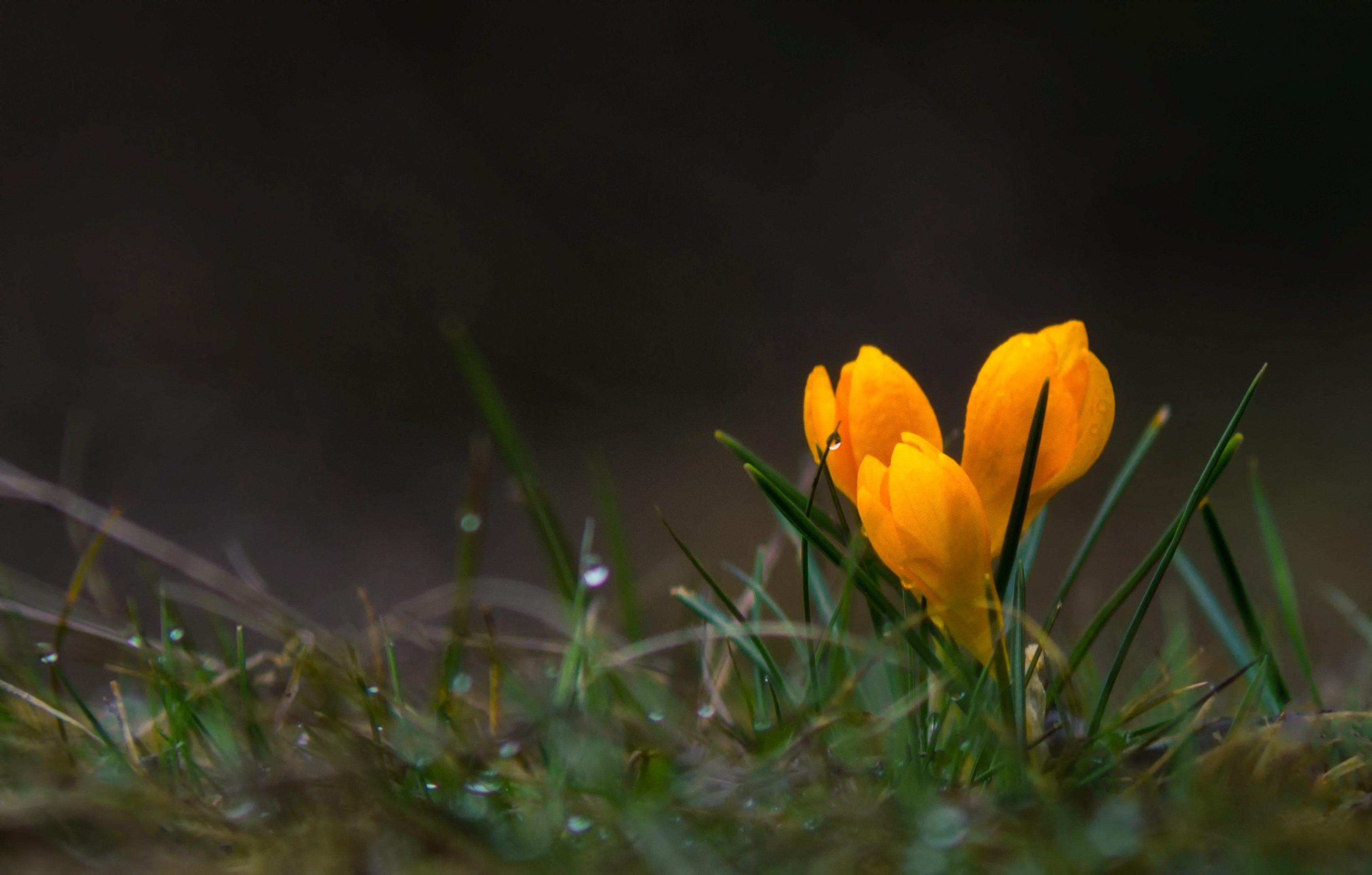 Crocus Wallpapers - Top Free Crocus Backgrounds - WallpaperAccess