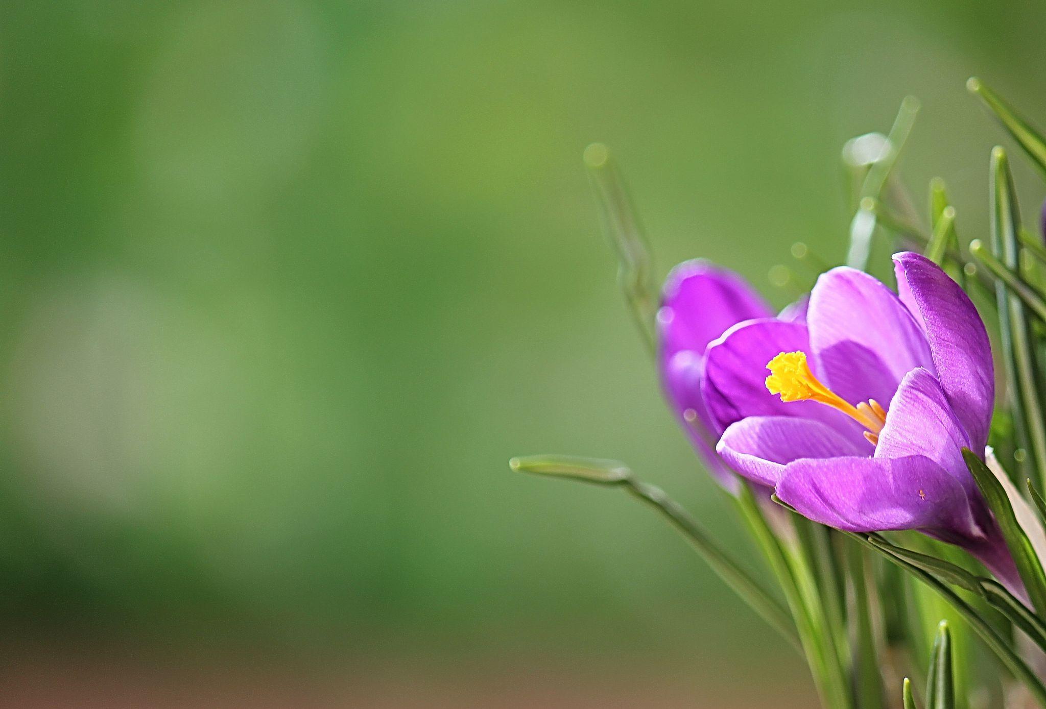 Crocus Wallpapers - Top Free Crocus Backgrounds - WallpaperAccess