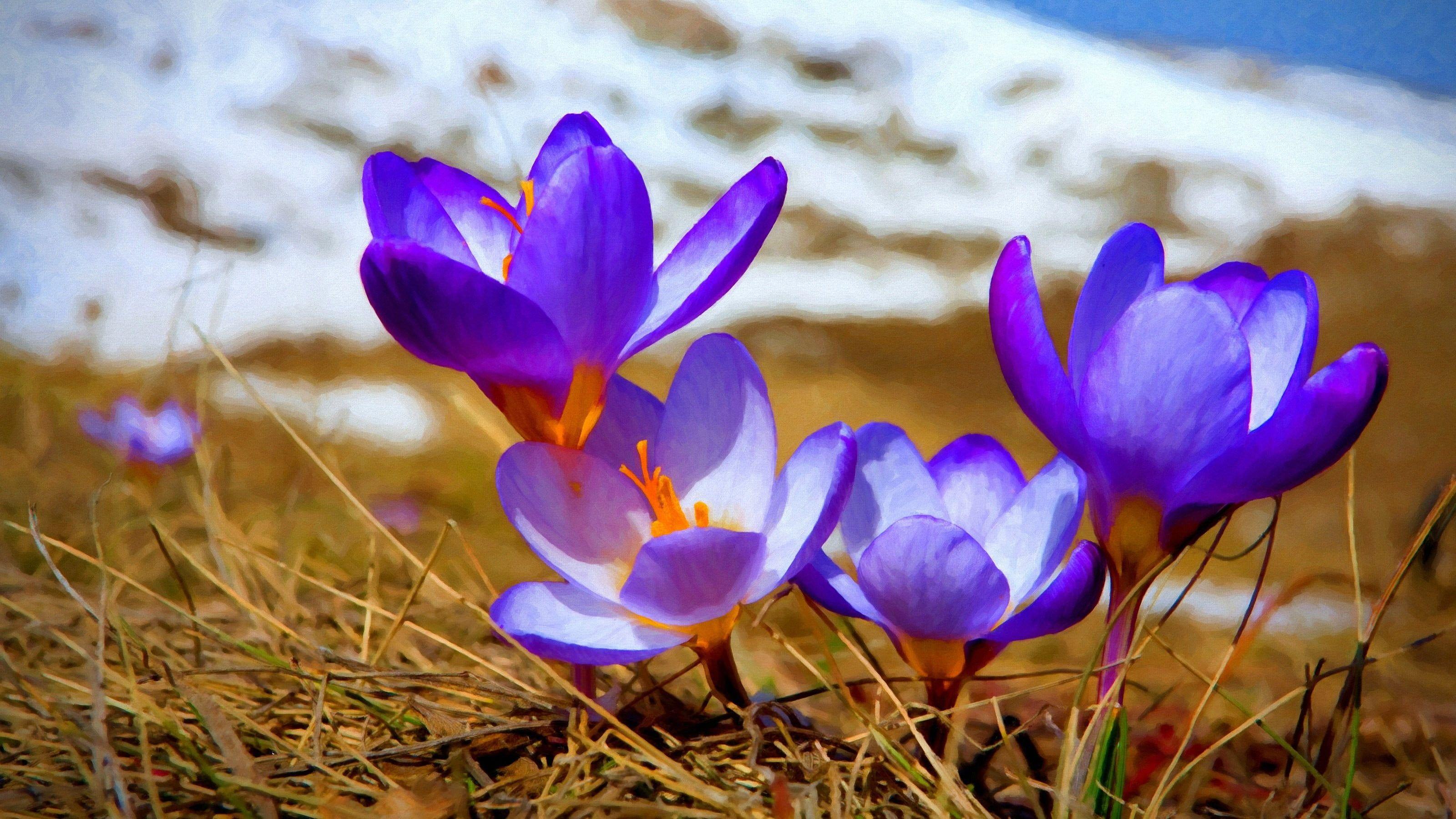 Crocus Wallpapers - Top Free Crocus Backgrounds - WallpaperAccess