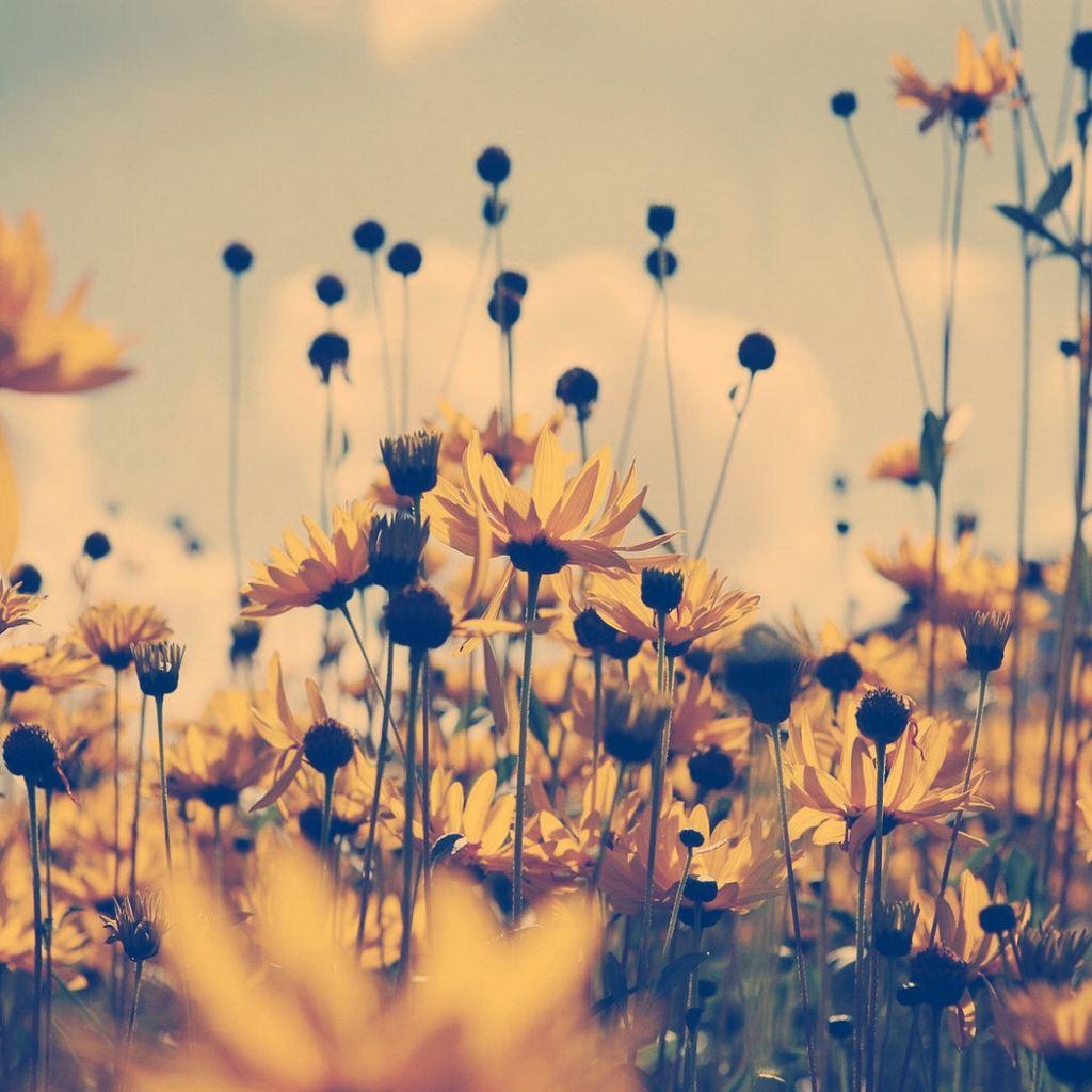 Vintage iPad Wallpapers - Top Free Vintage iPad Backgrounds ...