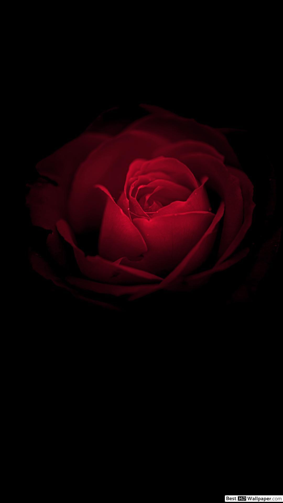 Apple iPhone Rose Wallpapers - Top Free Apple iPhone Rose Backgrounds ...