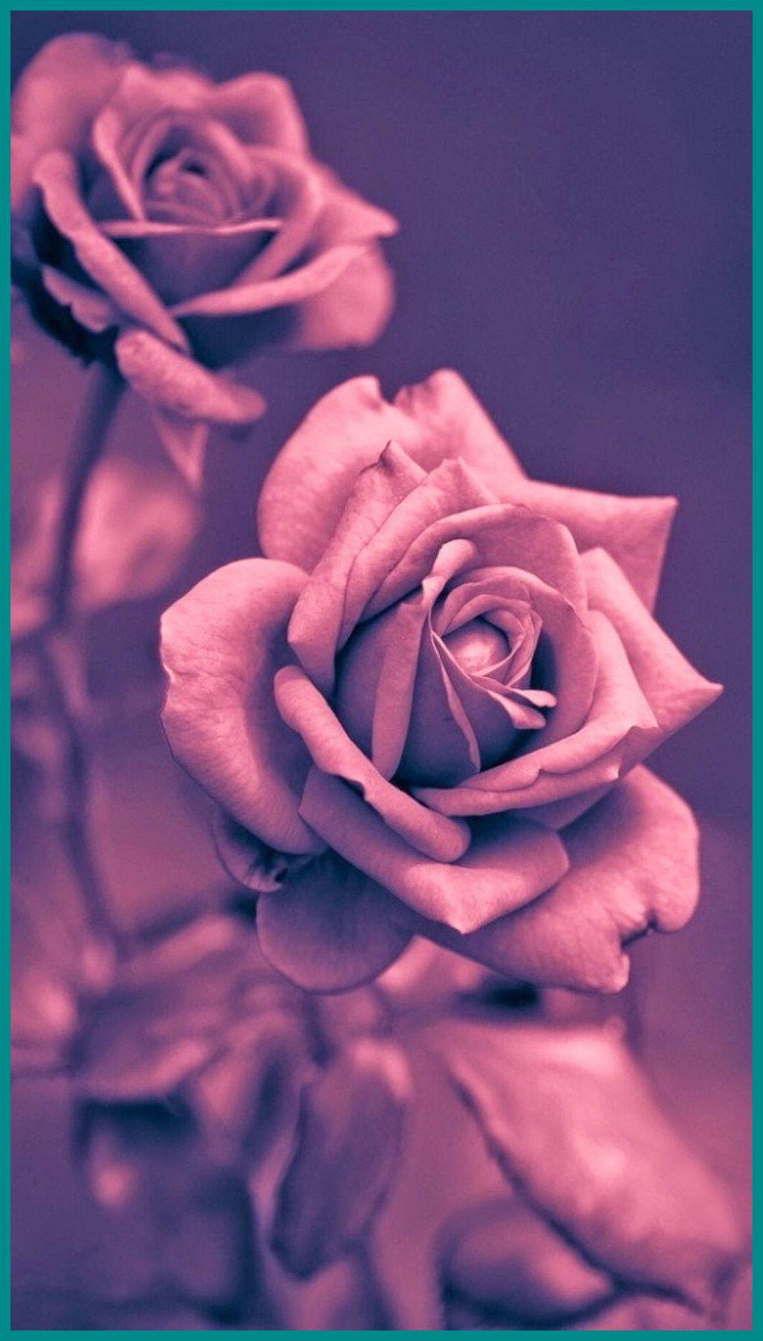 Apple iPhone Rose Wallpapers - Top Free Apple iPhone Rose Backgrounds ...