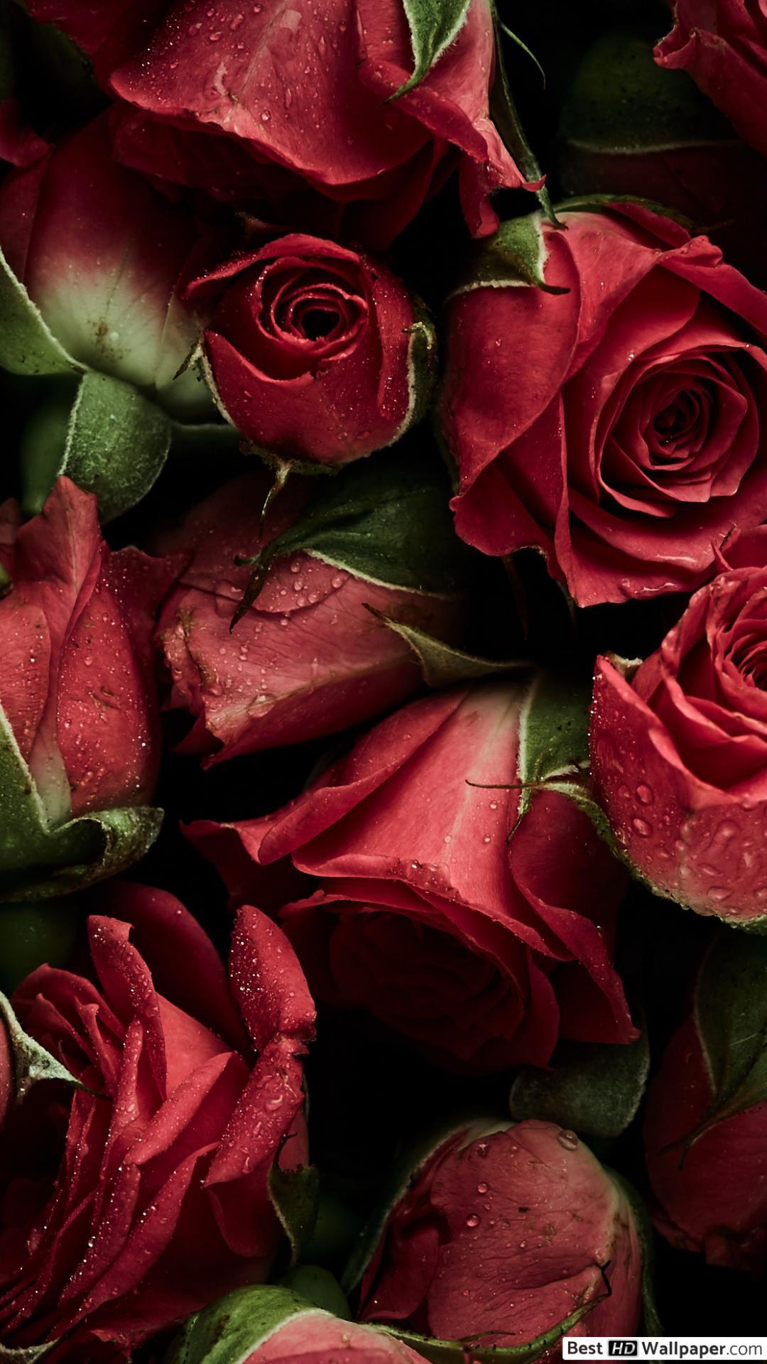 Apple iPhone Rose Wallpapers - Top Free Apple iPhone Rose Backgrounds ...