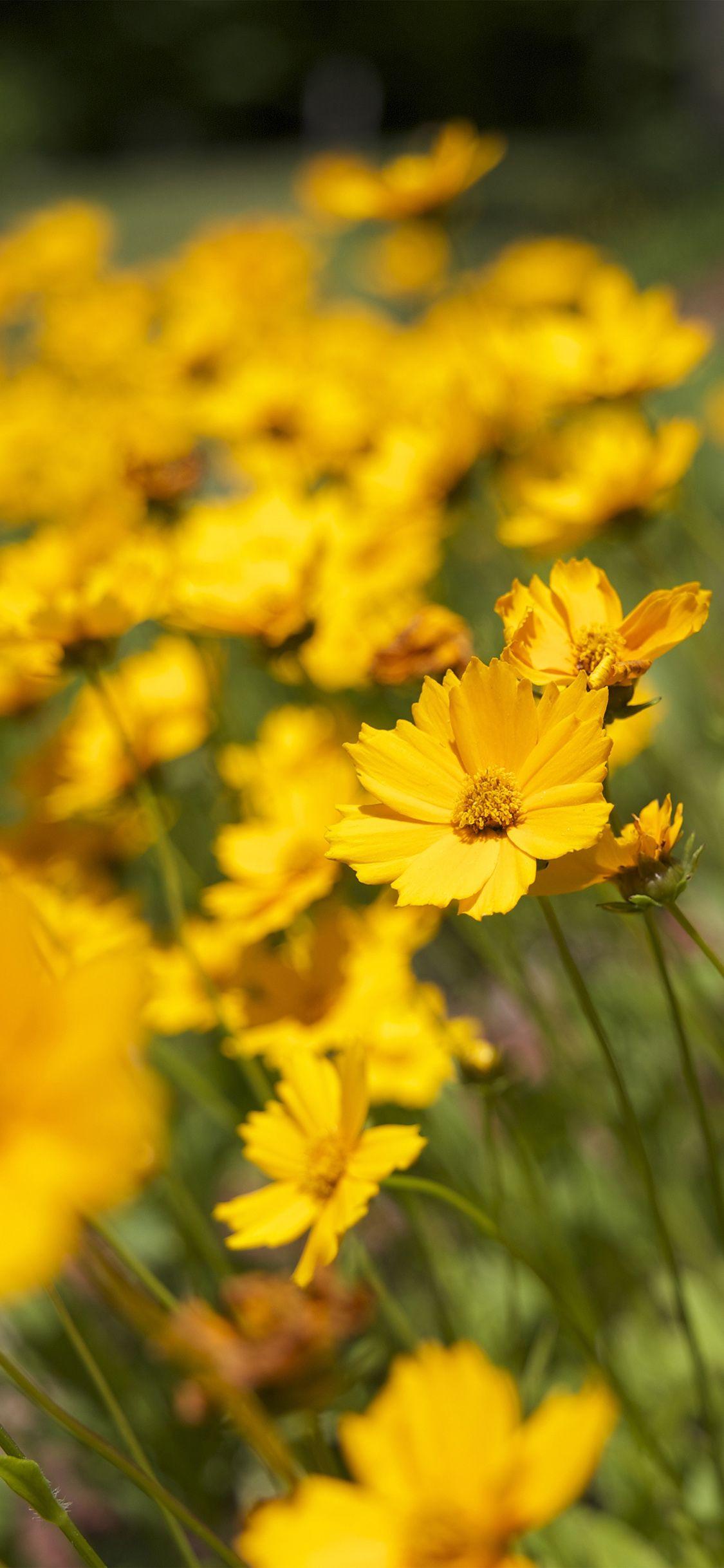 Zoom Flower Wallpapers - Top Free Zoom Flower Backgrounds - WallpaperAccess