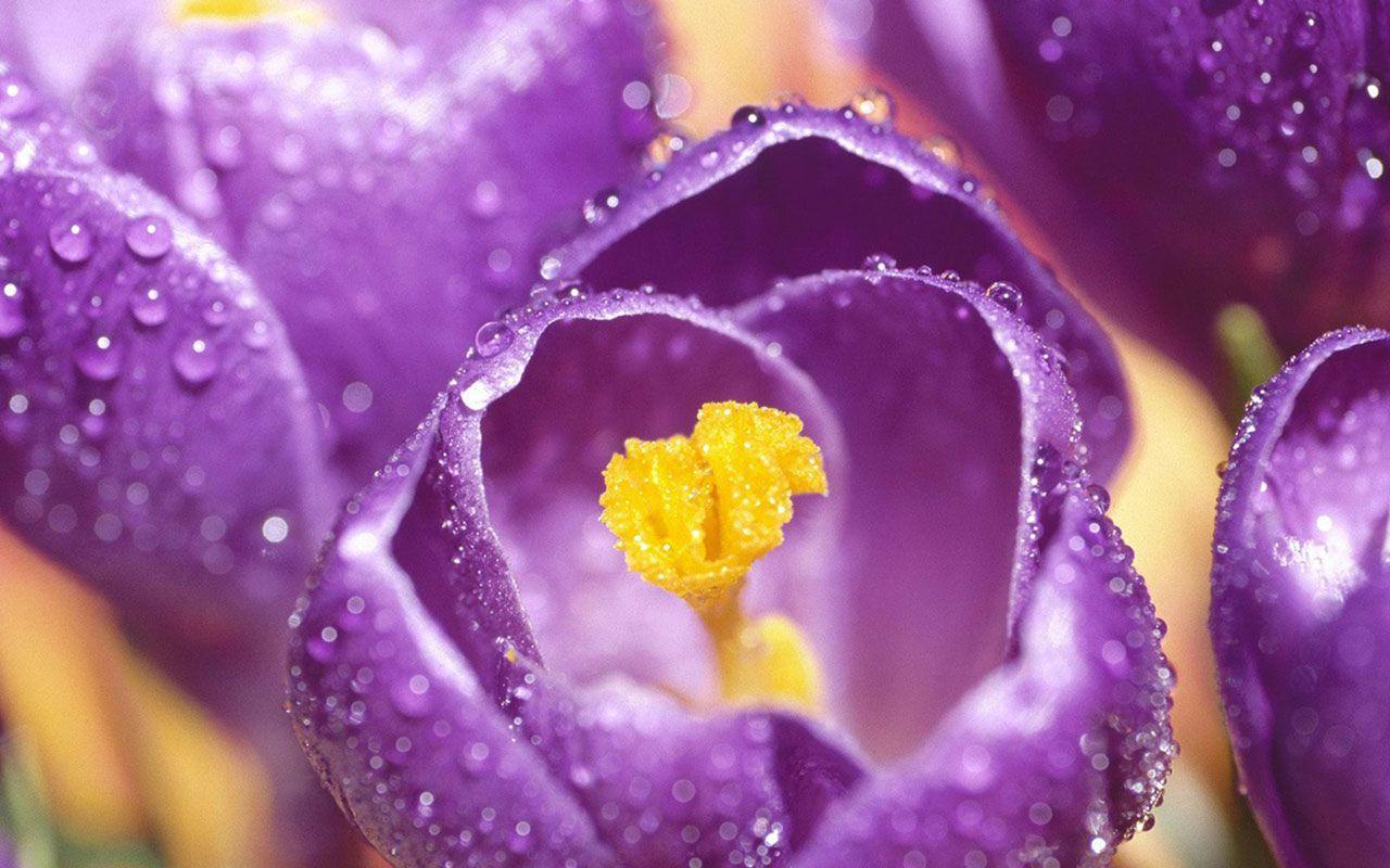 Saffron Wallpapers - Top Free Saffron Backgrounds - WallpaperAccess