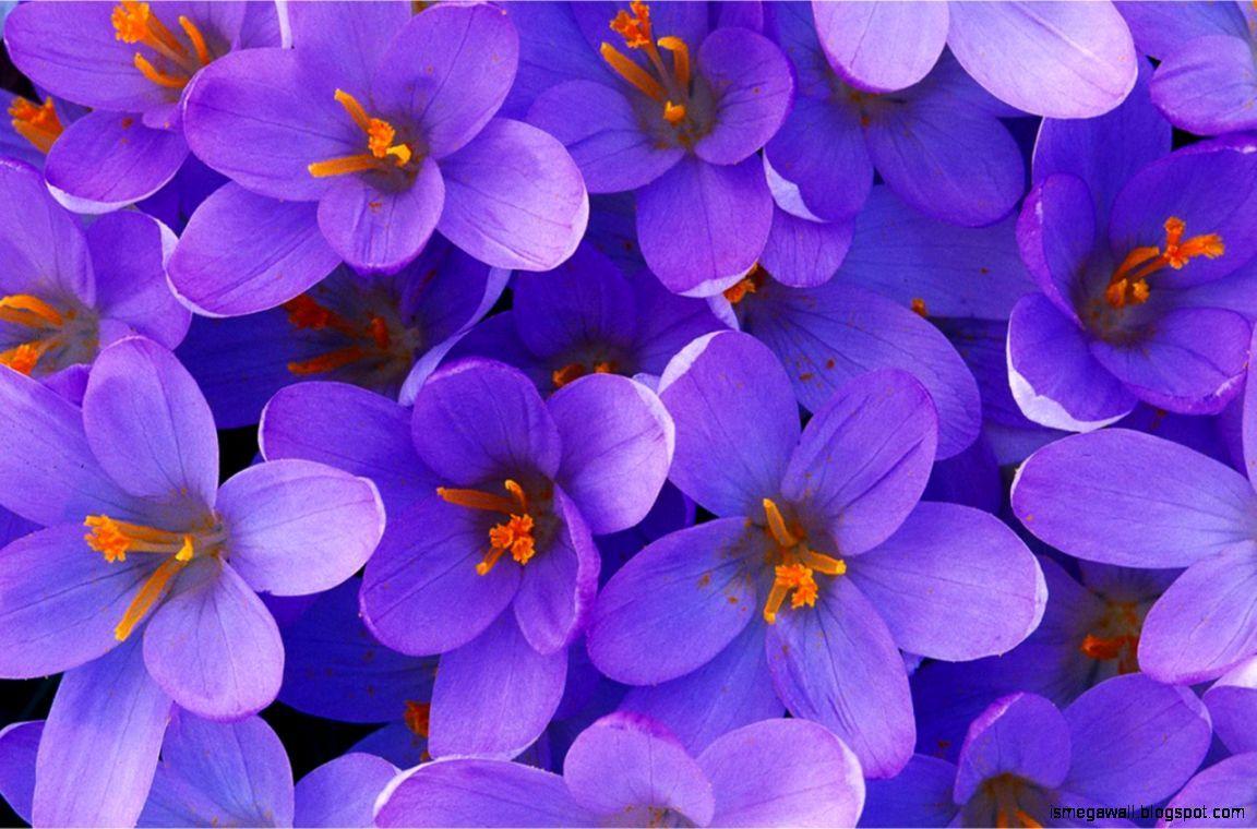 Saffron Wallpapers - Top Free Saffron Backgrounds - WallpaperAccess