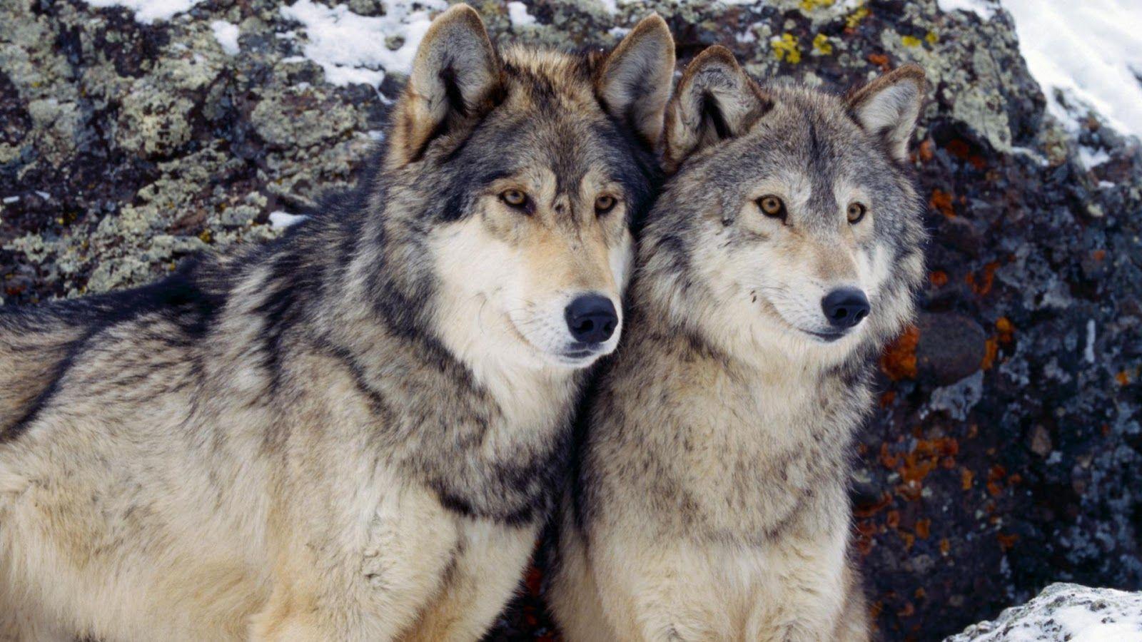 Canis Lupus Wallpapers - Top Free Canis Lupus Backgrounds - WallpaperAccess