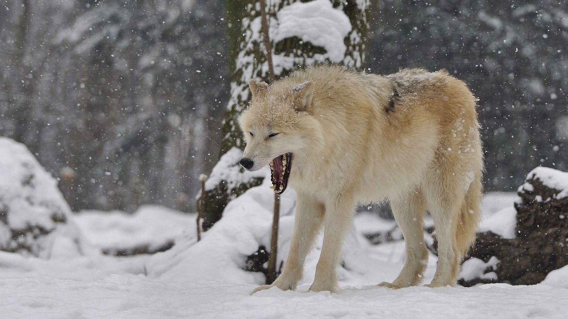 Canis Lupus Wallpapers - Top Free Canis Lupus Backgrounds - WallpaperAccess