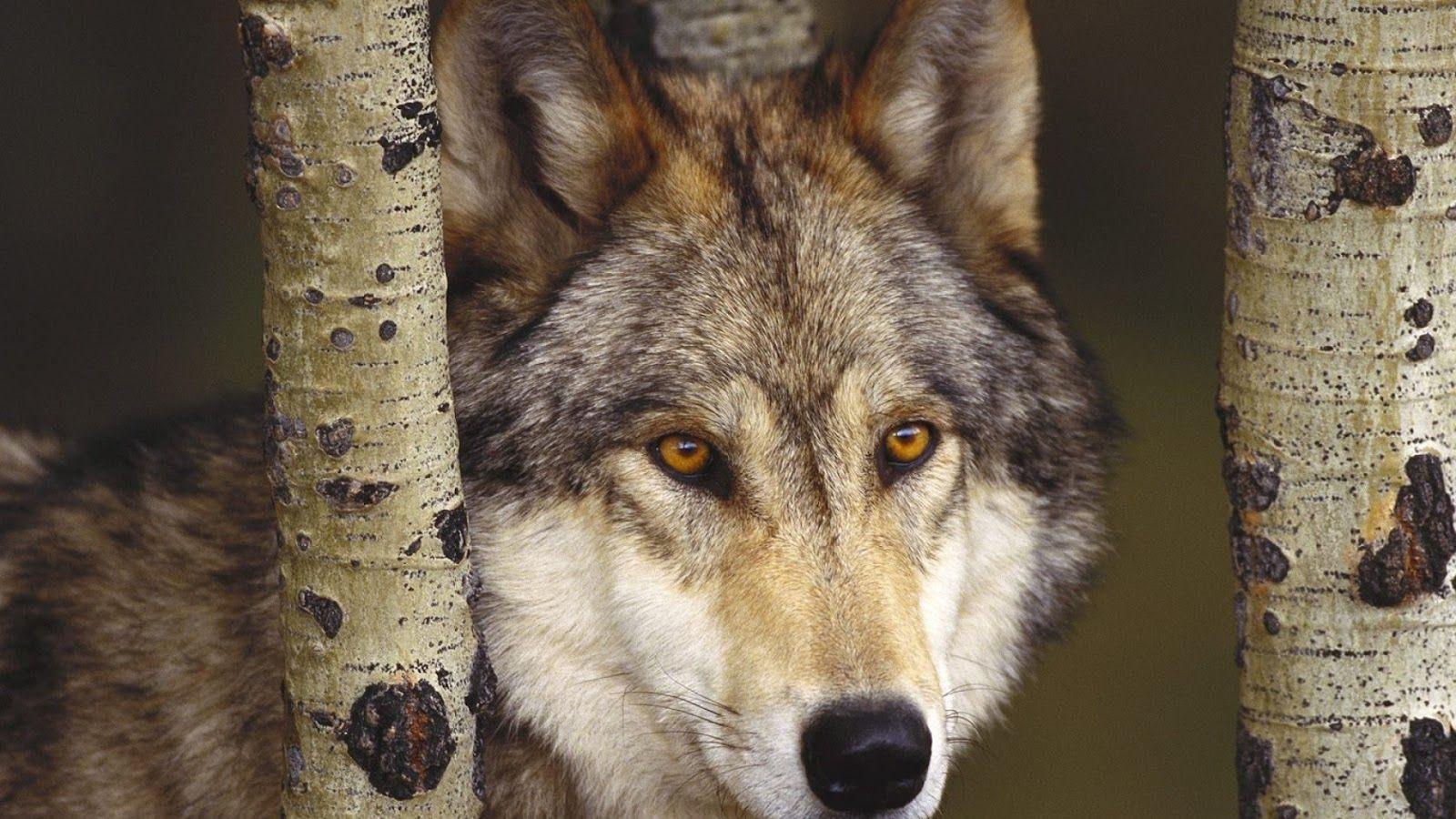 Canis Lupus Wallpapers - Top Free Canis Lupus Backgrounds - WallpaperAccess