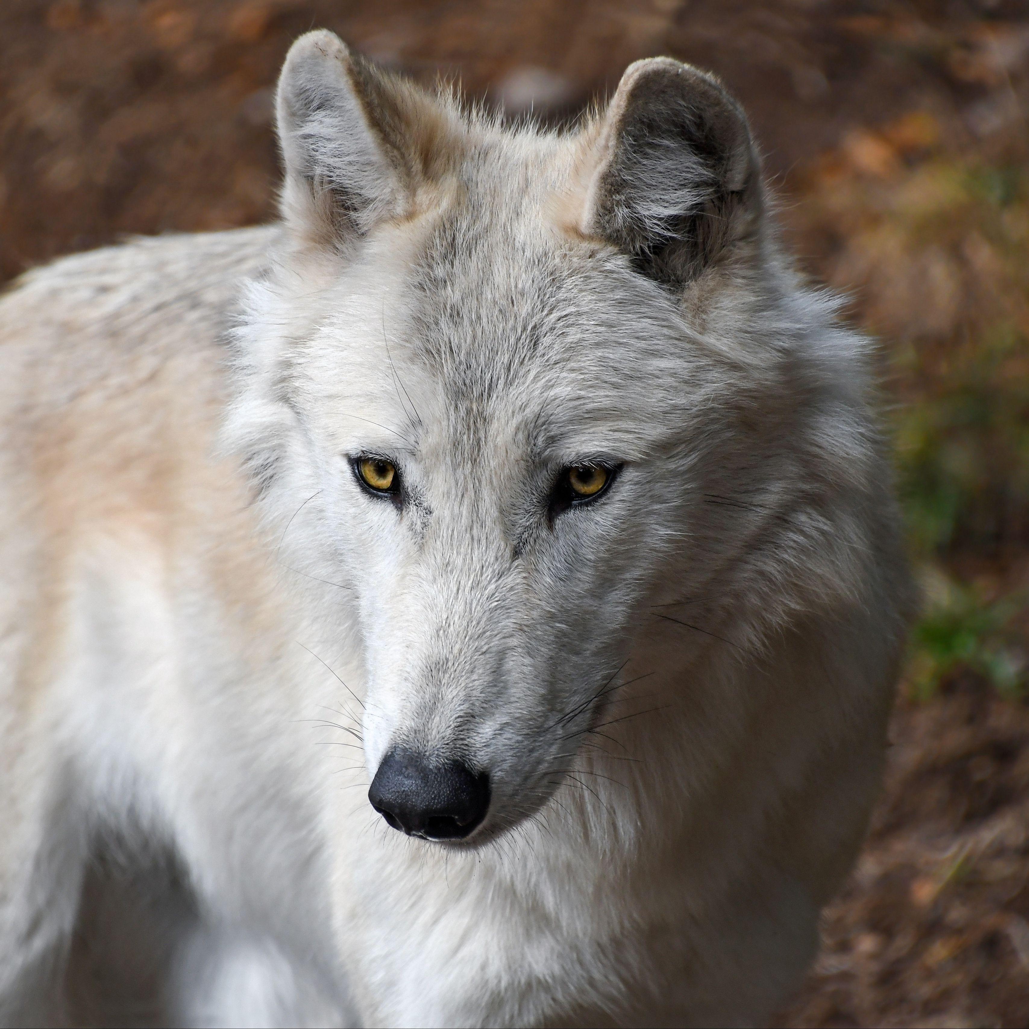 Canis Lupus Wallpapers - Top Free Canis Lupus Backgrounds - WallpaperAccess