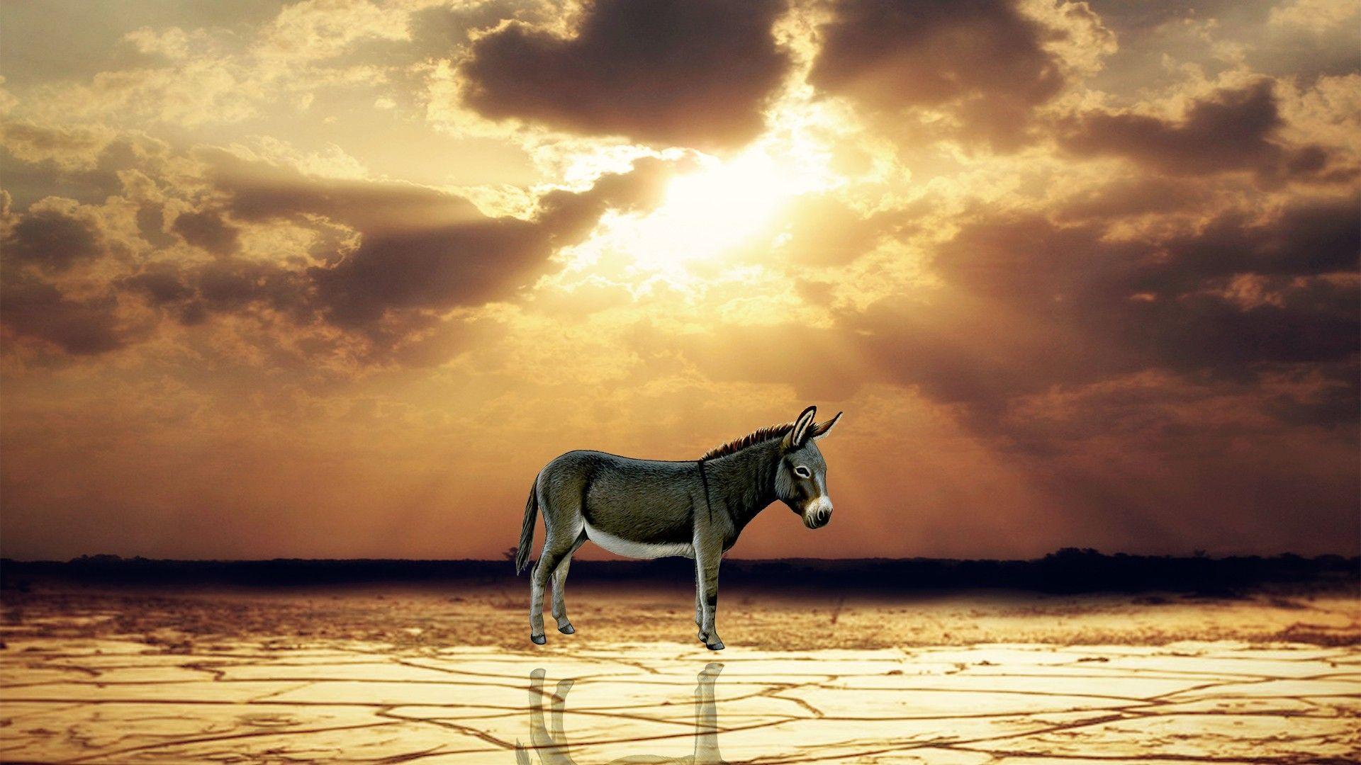 Donkey Desktop Wallpapers - Top Free Donkey Desktop Backgrounds ...