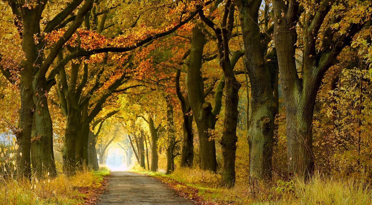 Row of Trees Wallpapers - Top Free Row of Trees Backgrounds ...