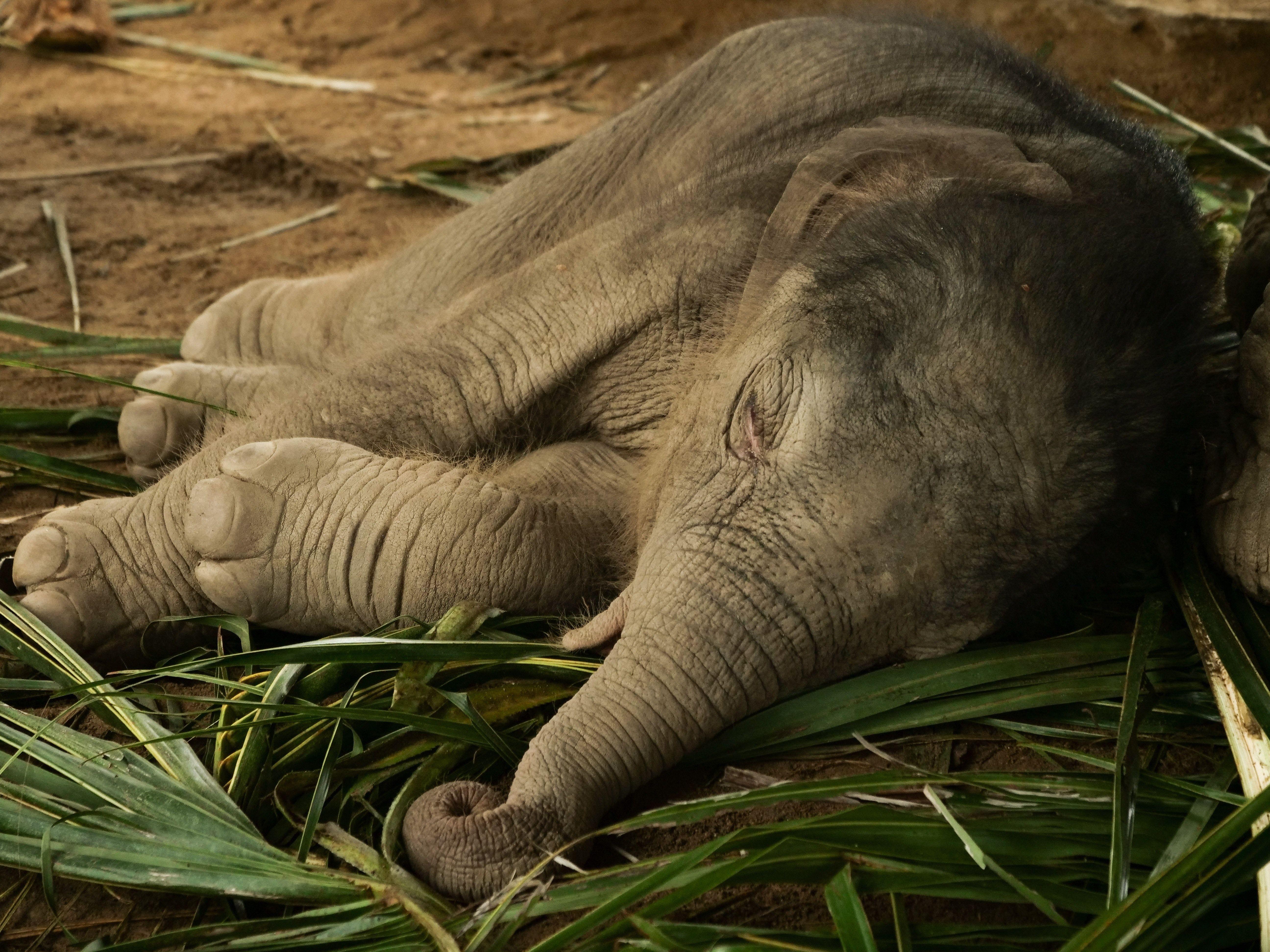 Sleeping Elephant Wallpapers - Top Free Sleeping Elephant Backgrounds ...