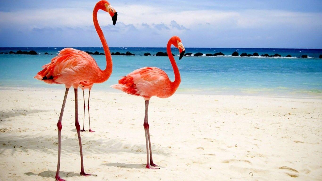 Animal Beach Wallpapers - Top Free Animal Beach Backgrounds ...