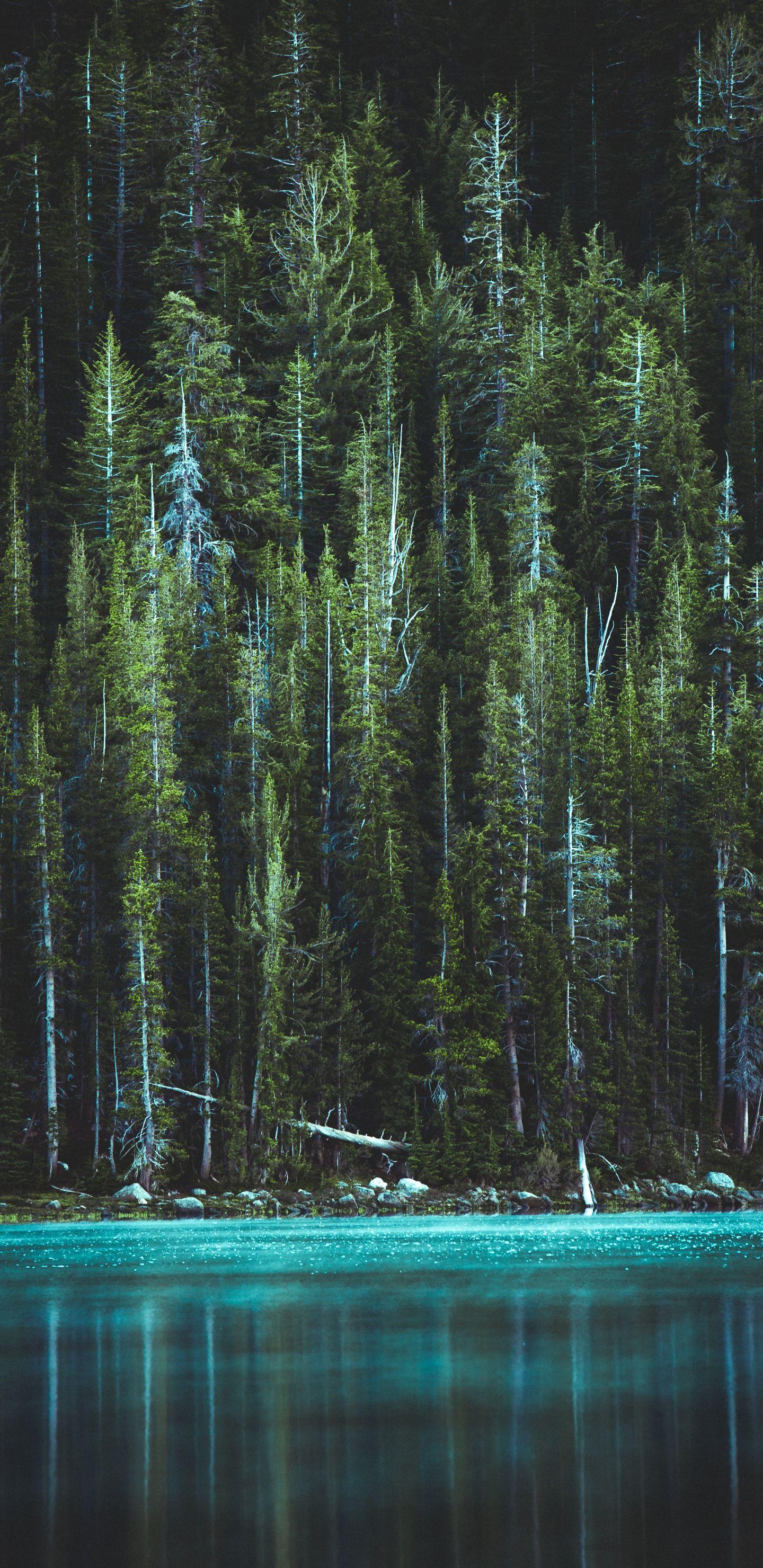 Galaxy Forest Wallpapers - Top Free Galaxy Forest Backgrounds ...