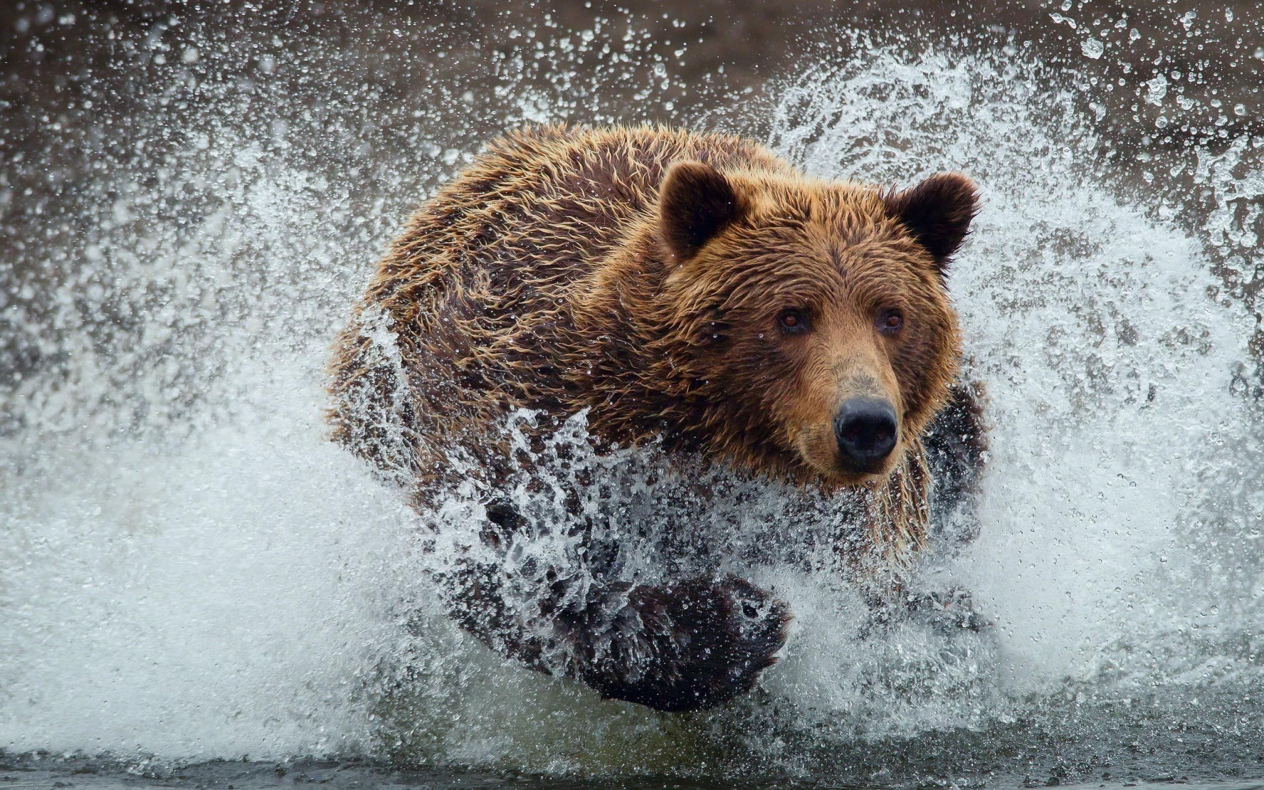 Wild Bear Wallpapers - Top Free Wild Bear Backgrounds - WallpaperAccess