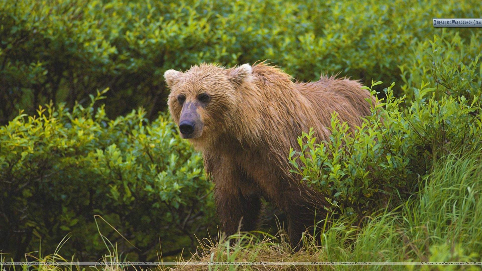 Wild Bear Wallpapers - Top Free Wild Bear Backgrounds - WallpaperAccess