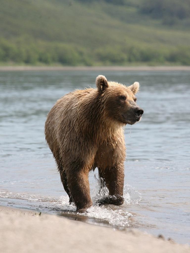 Wild Bear Wallpapers - Top Free Wild Bear Backgrounds - WallpaperAccess