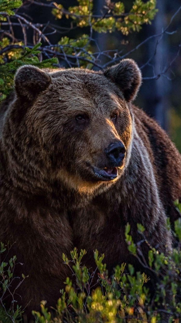 Wild Bear Wallpapers - Top Free Wild Bear Backgrounds - WallpaperAccess