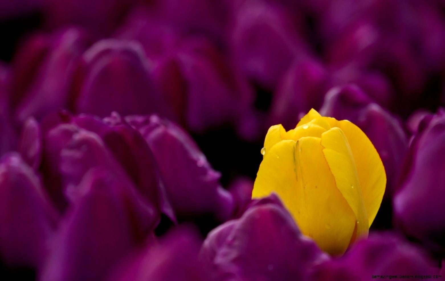 Yellow Purple Wallpapers - Top Free Yellow Purple Backgrounds ...