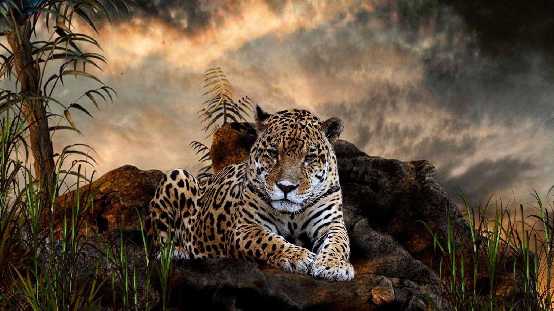 Dangerous Animals Wallpapers - Top Free Dangerous Animals Backgrounds ...