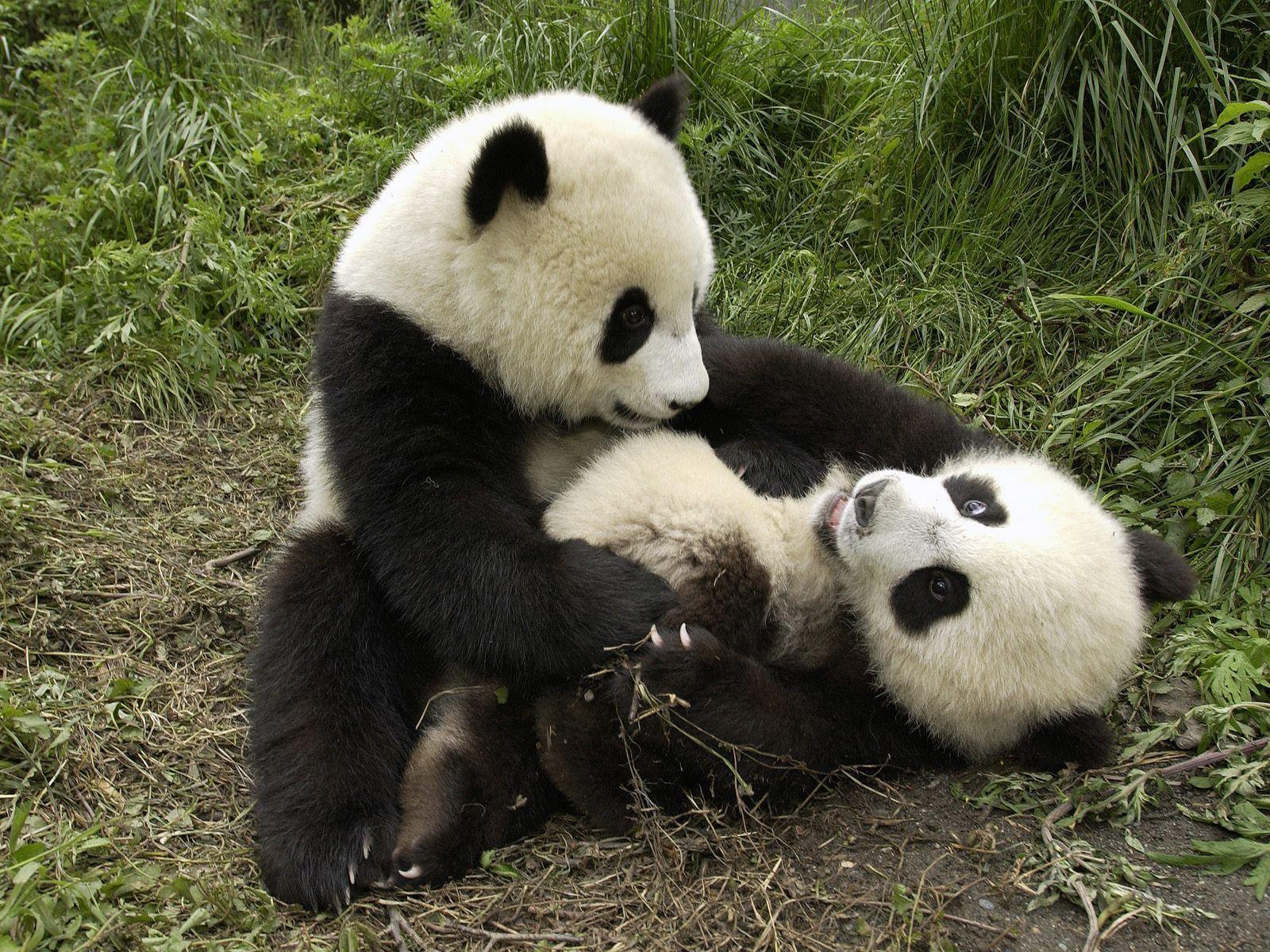 Baby Wild Animals Wallpapers - Top Free Baby Wild Animals Backgrounds ...