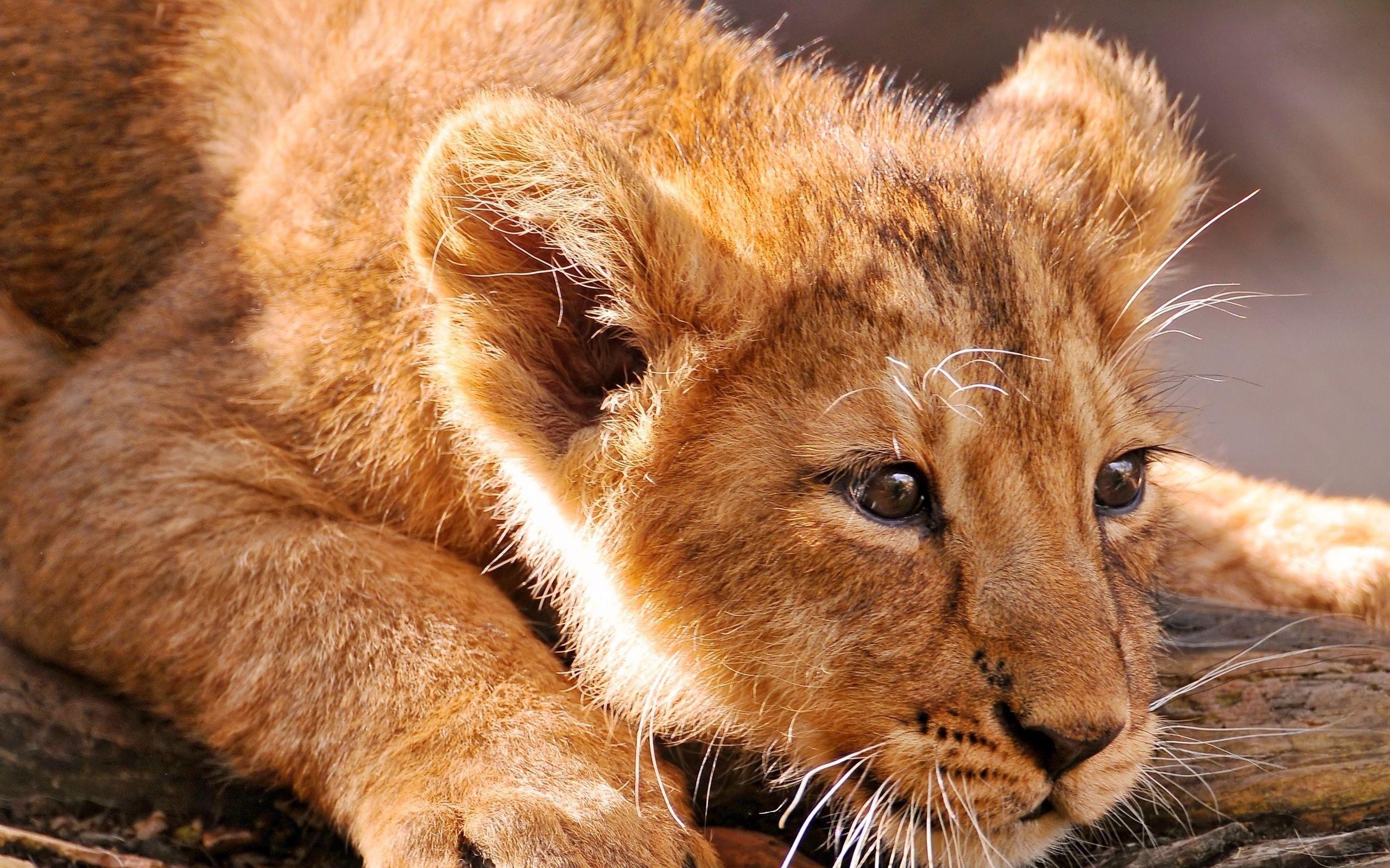 Baby Wild Animals Wallpapers - Top Free Baby Wild Animals Backgrounds ...