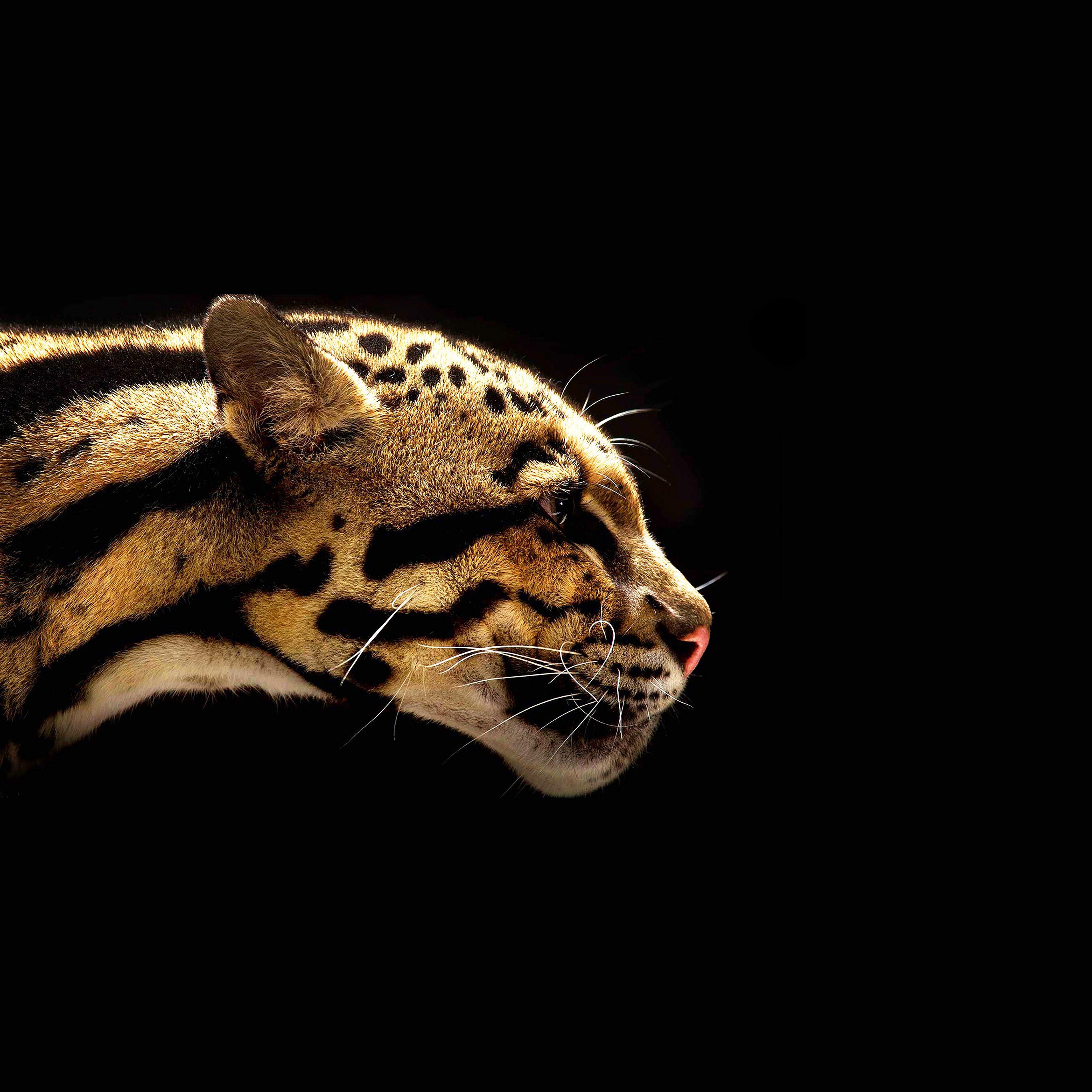 Wild Cat Wallpapers - Top Free Wild Cat Backgrounds - WallpaperAccess