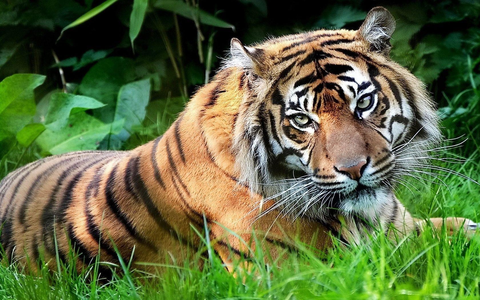 Dangerous Animals Wallpapers - Top Free Dangerous Animals Backgrounds ...