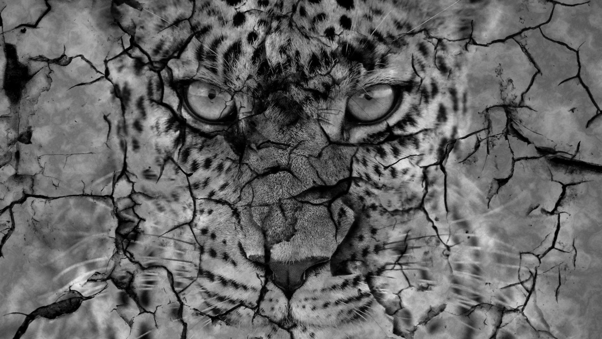 Dangerous Animals Wallpapers - Top Free Dangerous Animals Backgrounds ...