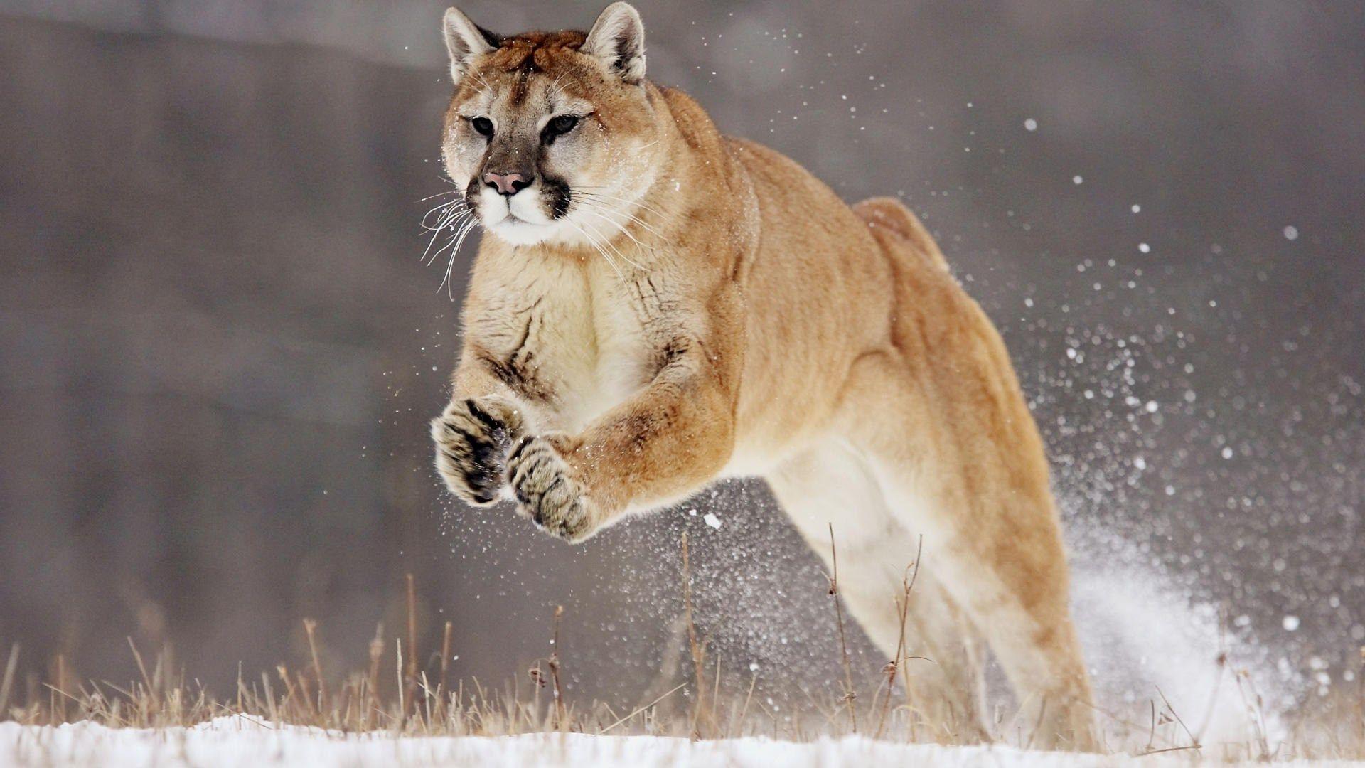 Wild Cat Wallpapers - Top Free Wild Cat Backgrounds - WallpaperAccess