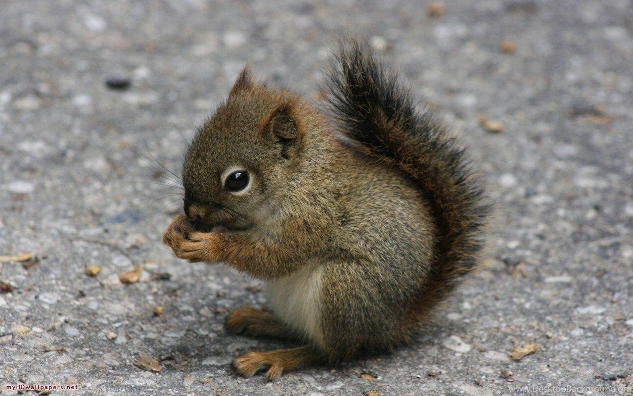 Baby Wild Animals Wallpapers - Top Free Baby Wild Animals Backgrounds ...