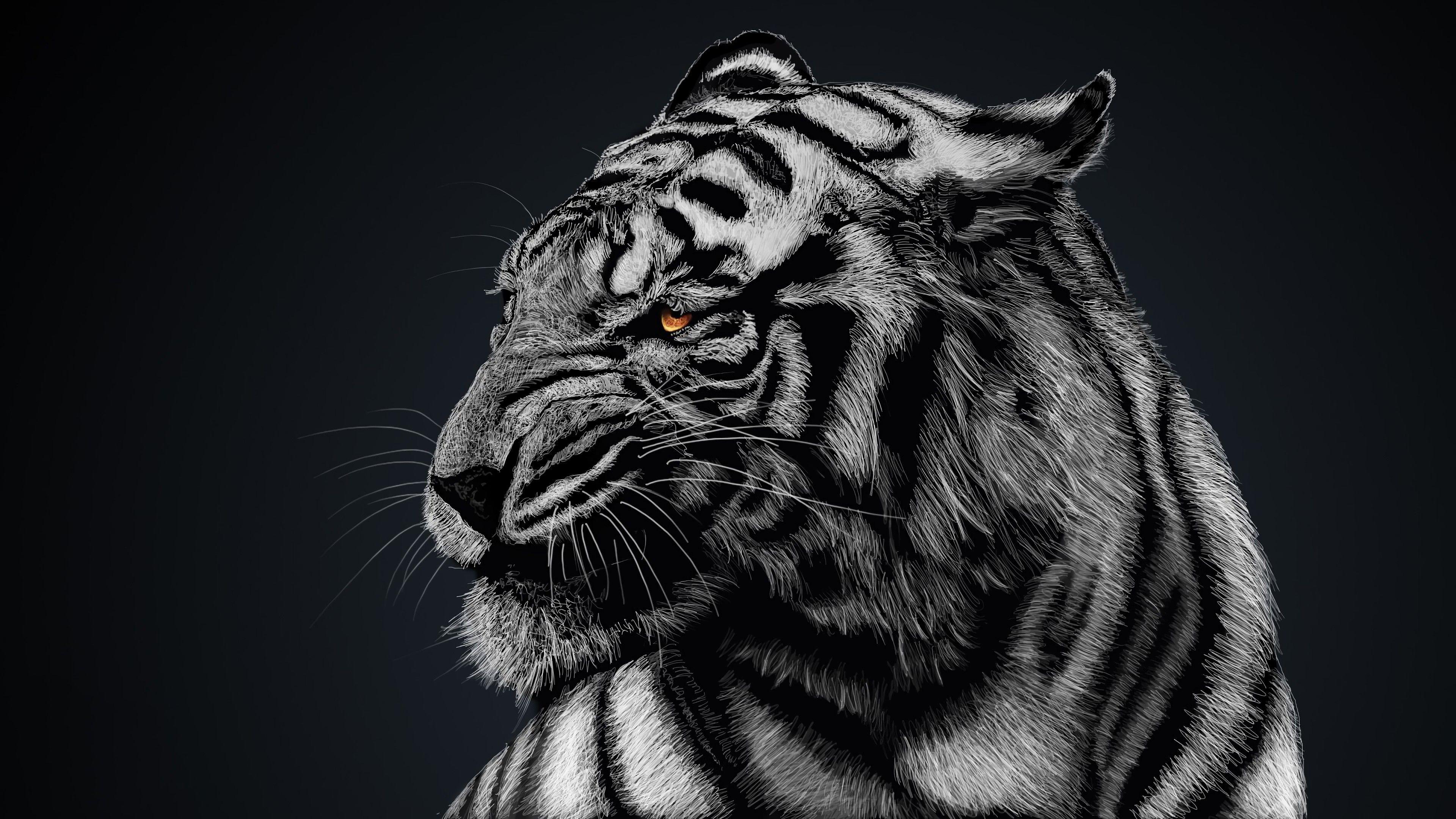 White Tiger 4K Wallpapers - Top Free White Tiger 4K Backgrounds ...