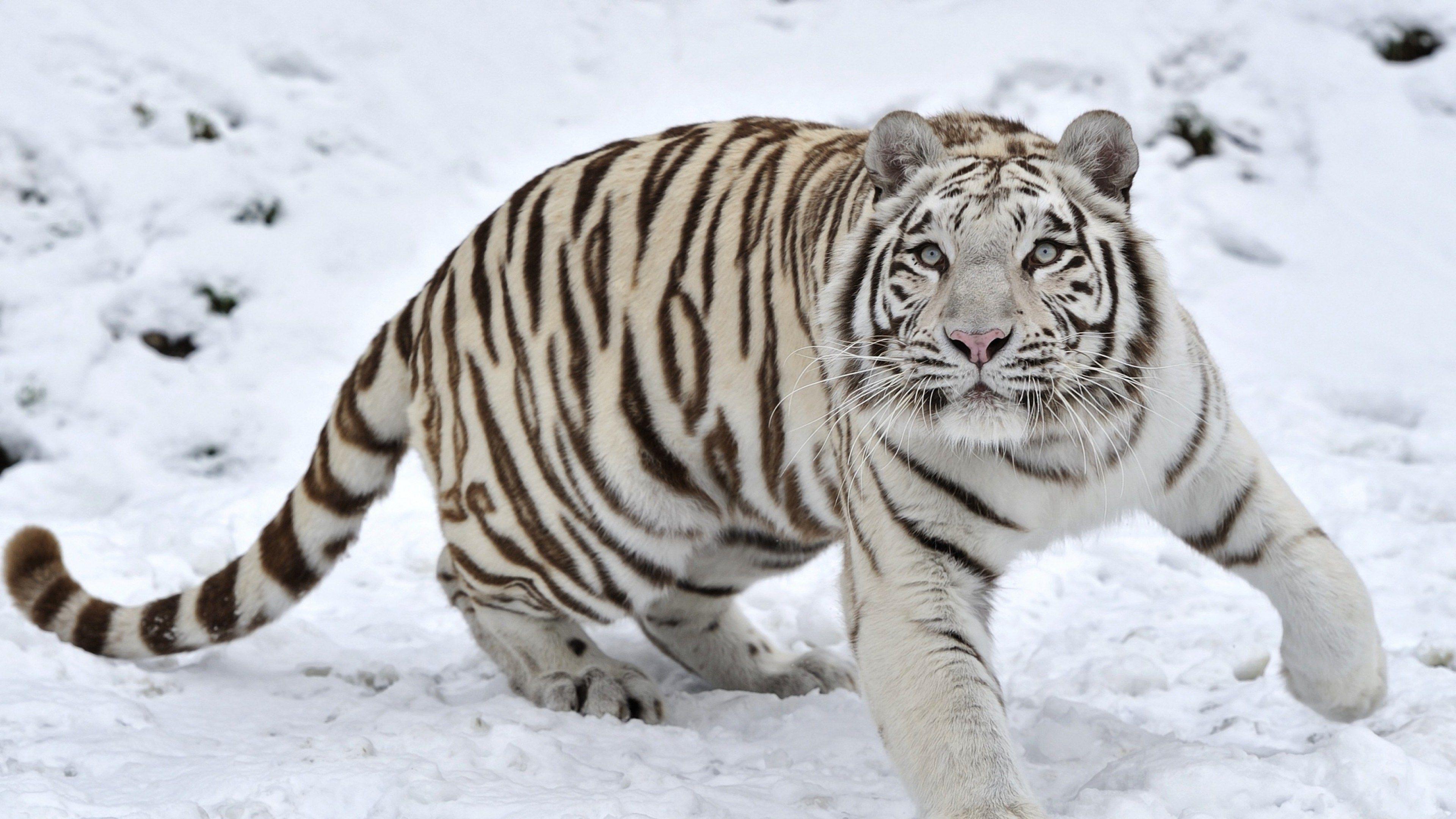 White Tiger 4K Wallpapers - Top Free White Tiger 4K Backgrounds ...