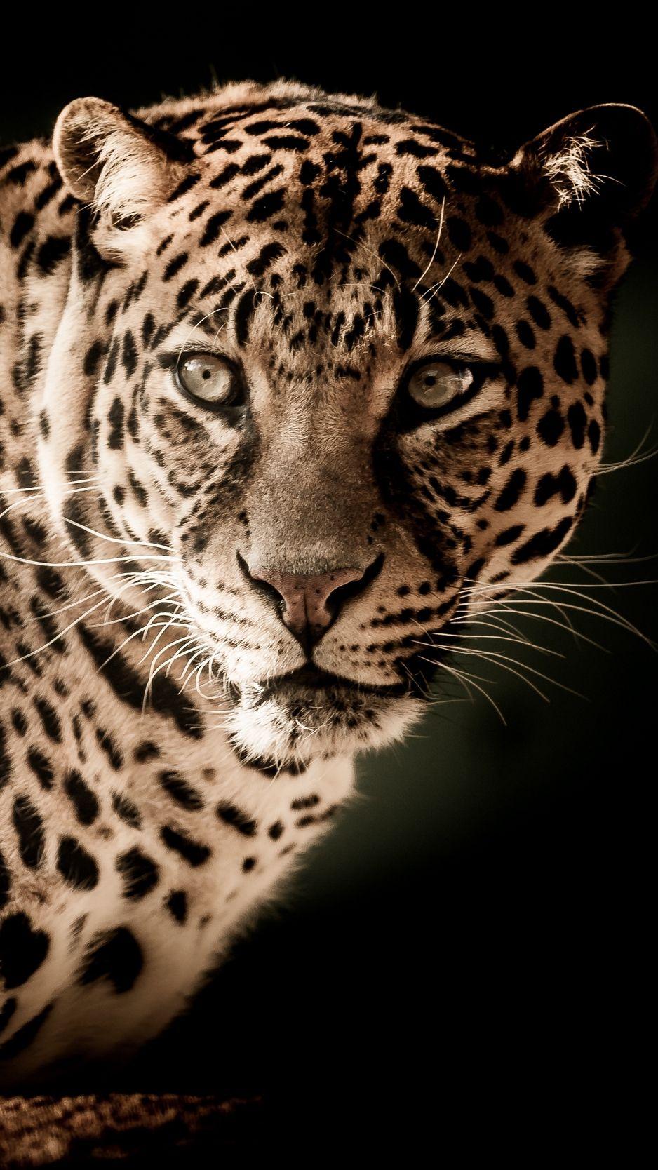 Leopard iPhone Wallpapers - Top Free Leopard iPhone Backgrounds ...