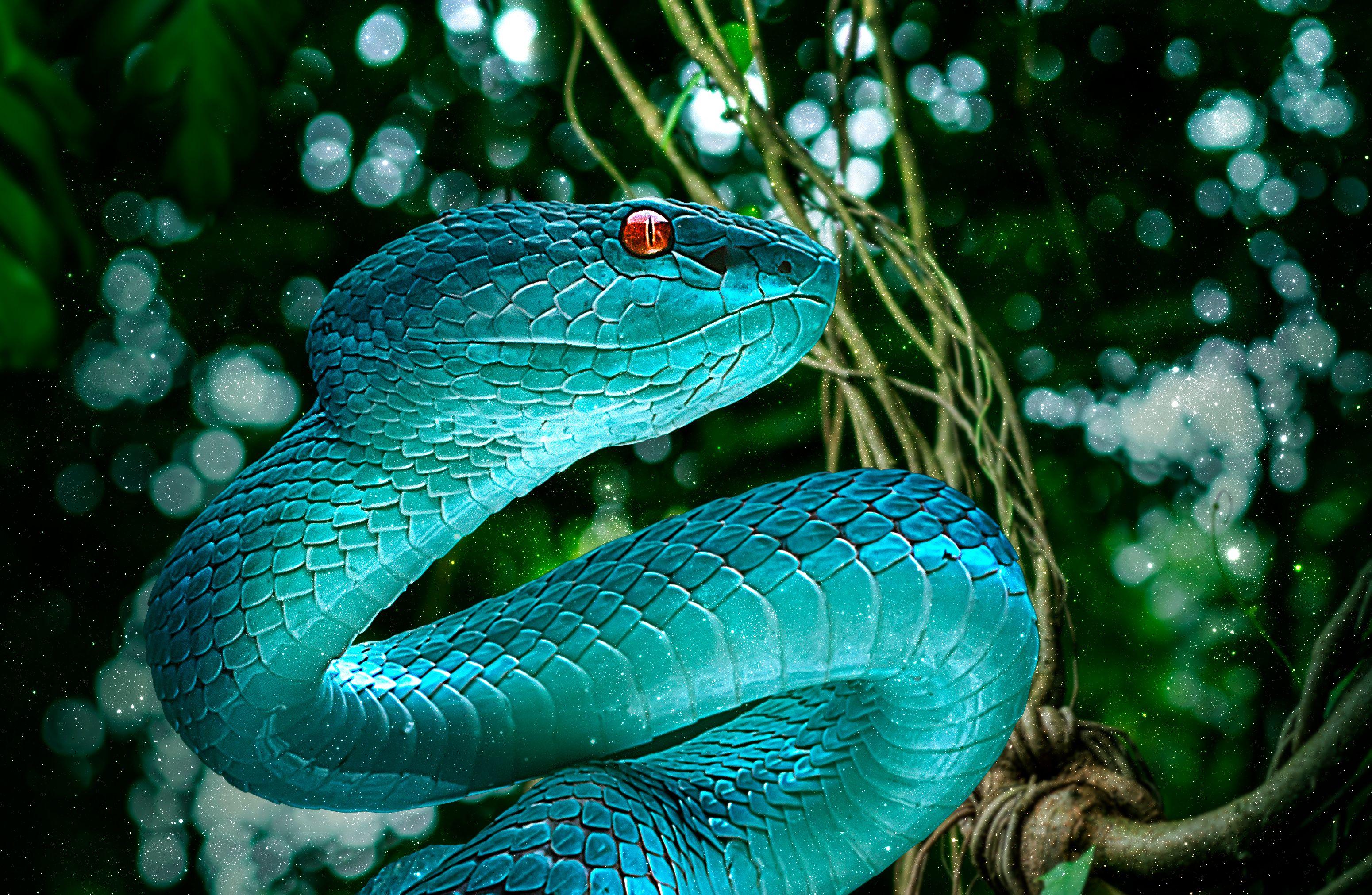 Amazing Snake Wallpapers - Top Free Amazing Snake Backgrounds ...