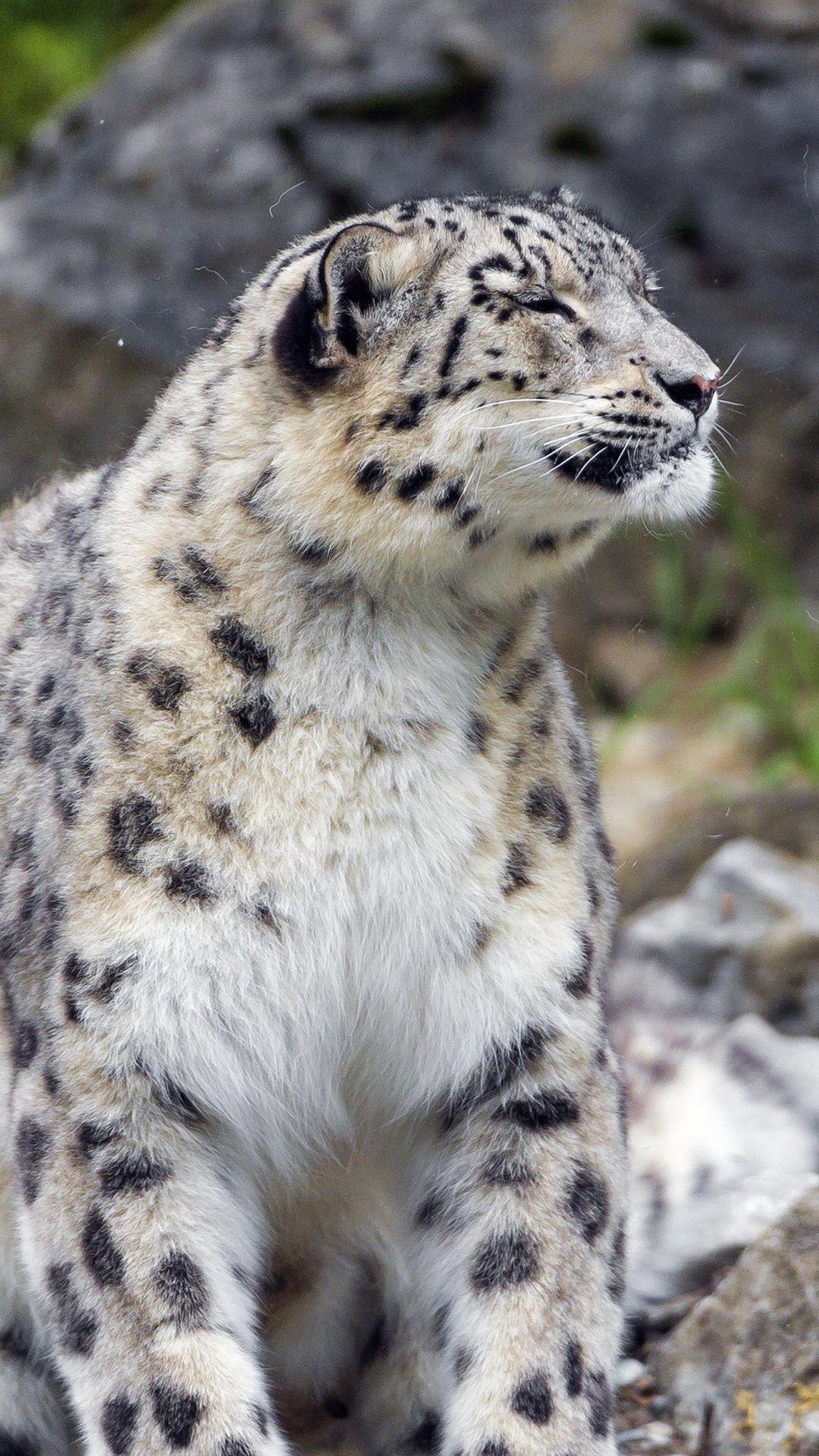 Snow Leopard iPhone 6 Wallpapers - Top Free Snow Leopard iPhone 6 ...