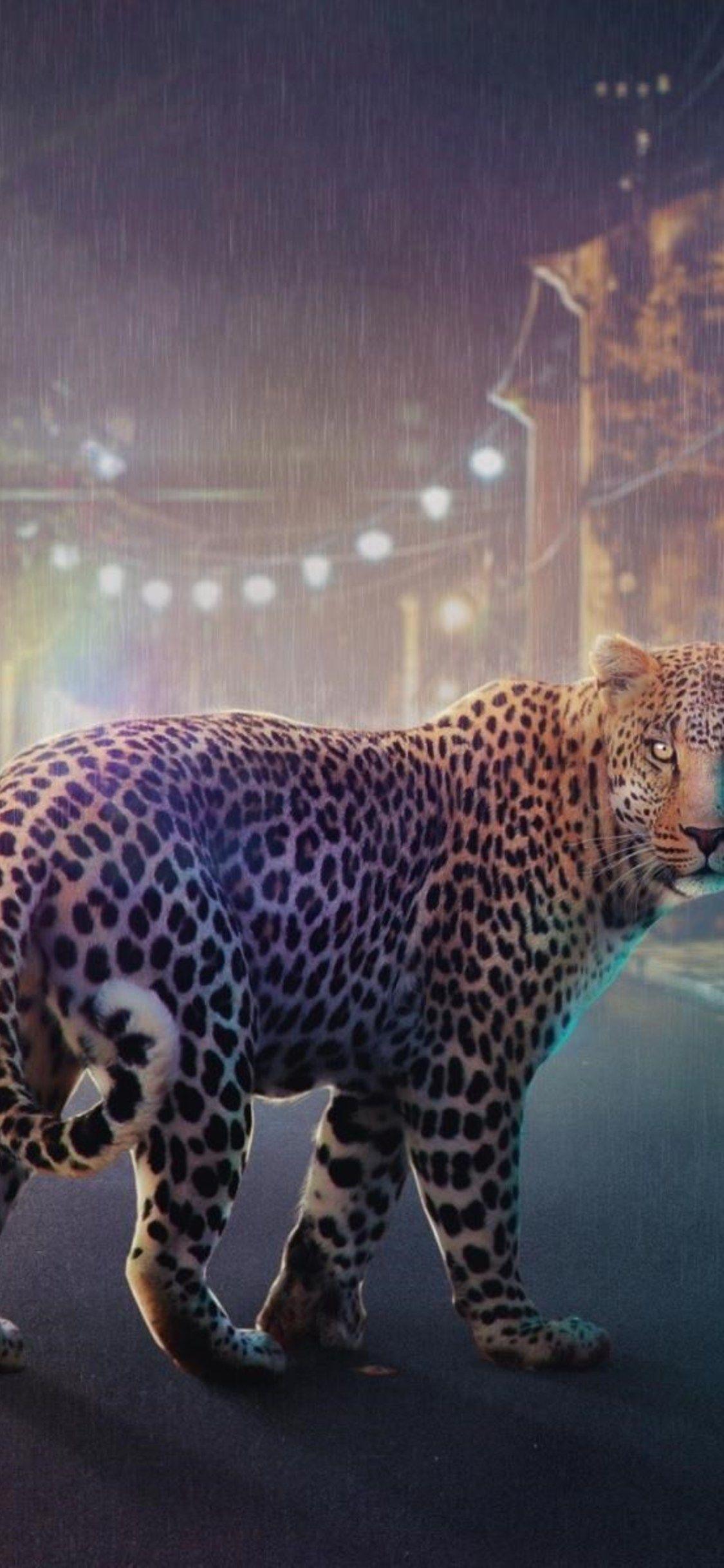 Leopard iPhone Wallpapers - Top Free Leopard iPhone Backgrounds ...