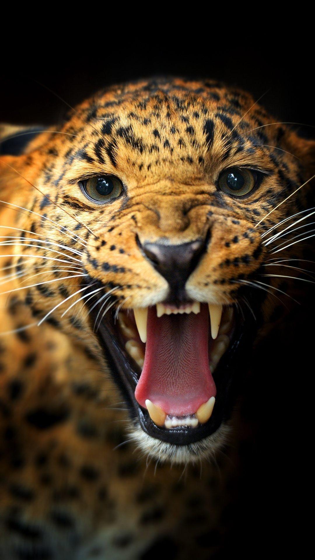 Leopard iPhone Wallpapers - Top Free Leopard iPhone Backgrounds ...