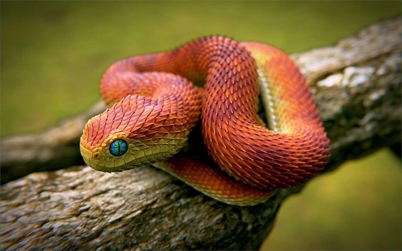 Bush Viper Wallpapers - Top Free Bush Viper Backgrounds - WallpaperAccess