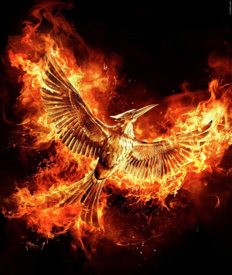 Tribute Von Panem Wallpapers - Top Free Tribute Von Panem Backgrounds ...