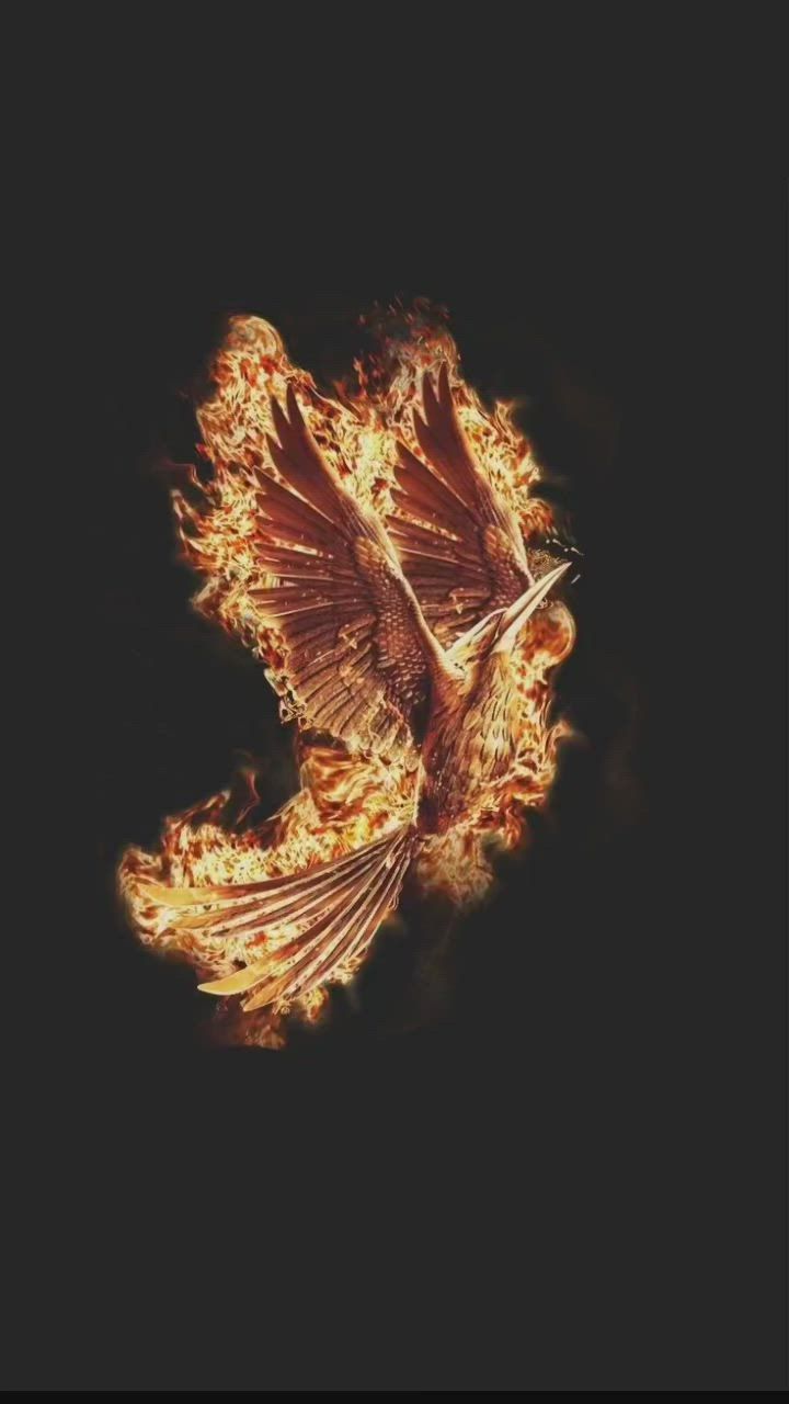 Tribute Von Panem Wallpapers - Top Free Tribute Von Panem Backgrounds ...