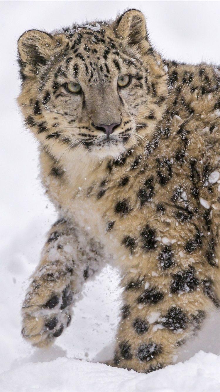 Snow Leopard iPhone 6 Wallpapers - Top Free Snow Leopard iPhone 6 ...