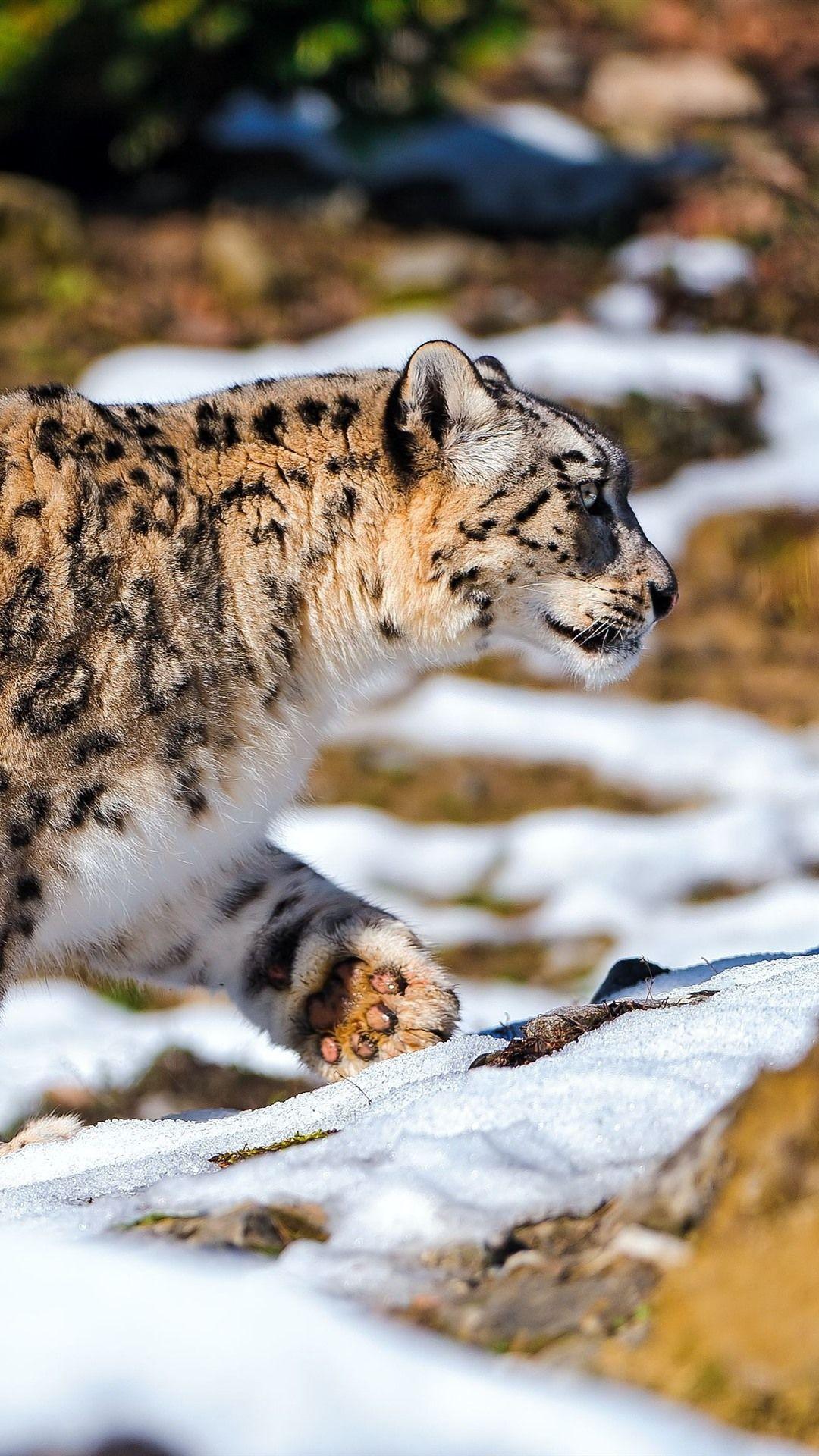 Snow Leopard iPhone 6 Wallpapers - Top Free Snow Leopard iPhone 6 ...